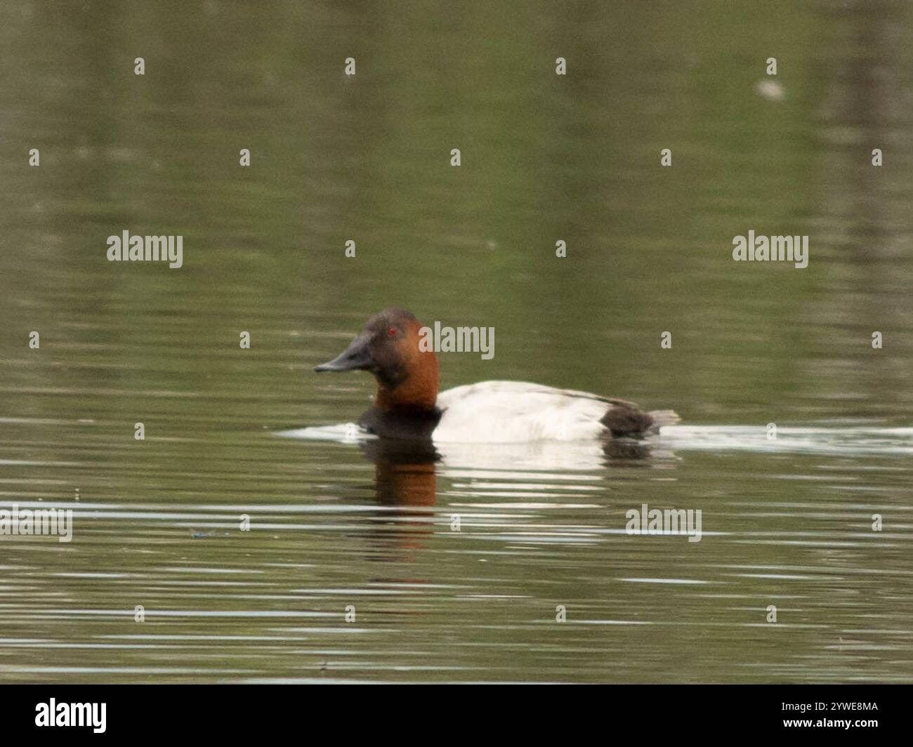 Canvasback (Aythya valisineria Stock Photo - Alamy