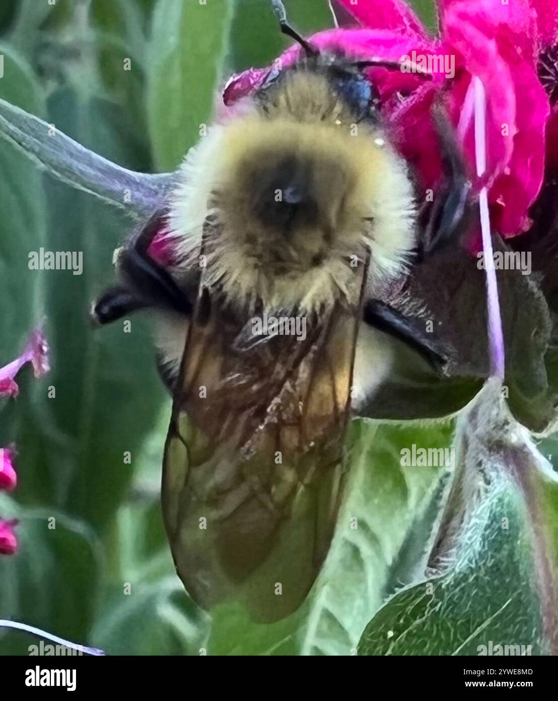 Two-spotted Bumble Bee (Bombus bimaculatus Stock Photo - Alamy