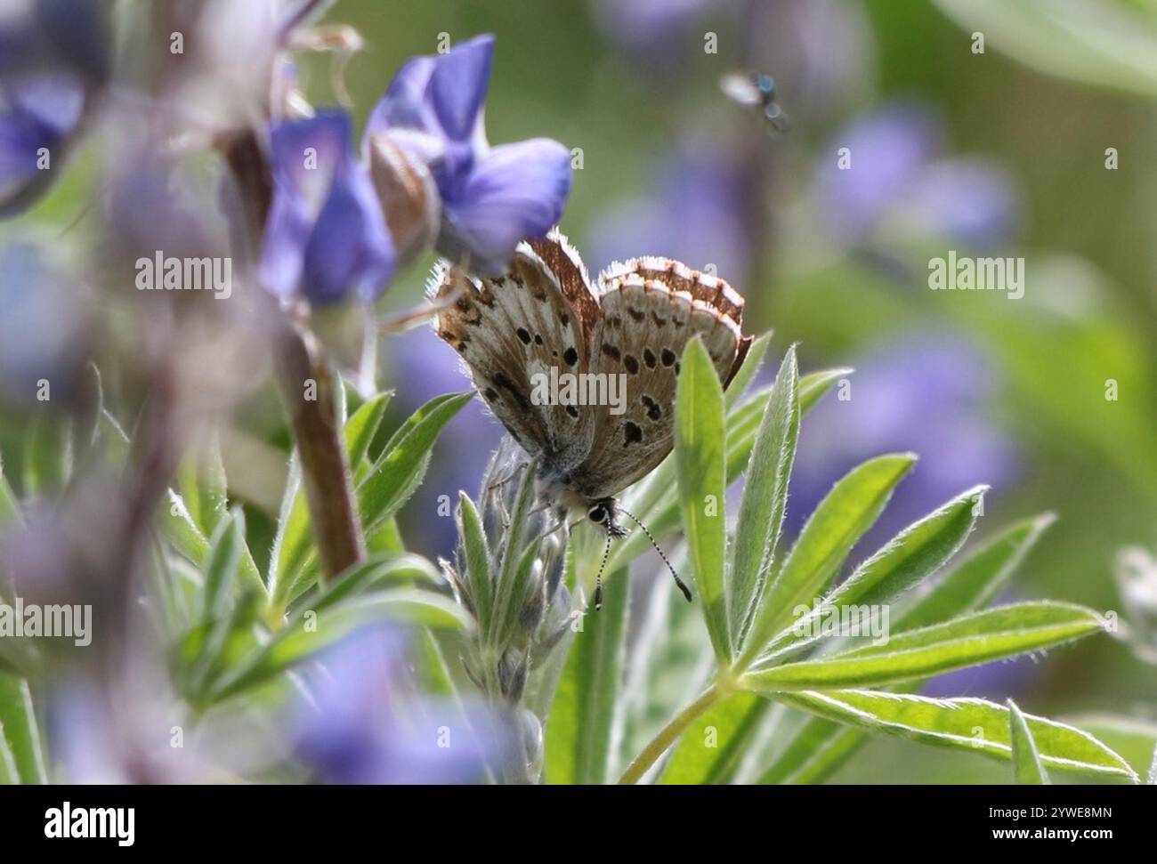 Arrowhead Blue (Glaucopsyche piasus Stock Photo - Alamy