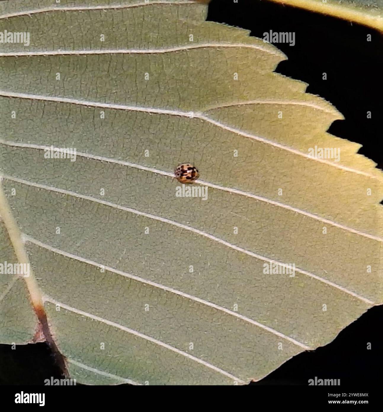 Twenty-spotted Lady Beetle (Psyllobora vigintimaculata Stock Photo - Alamy