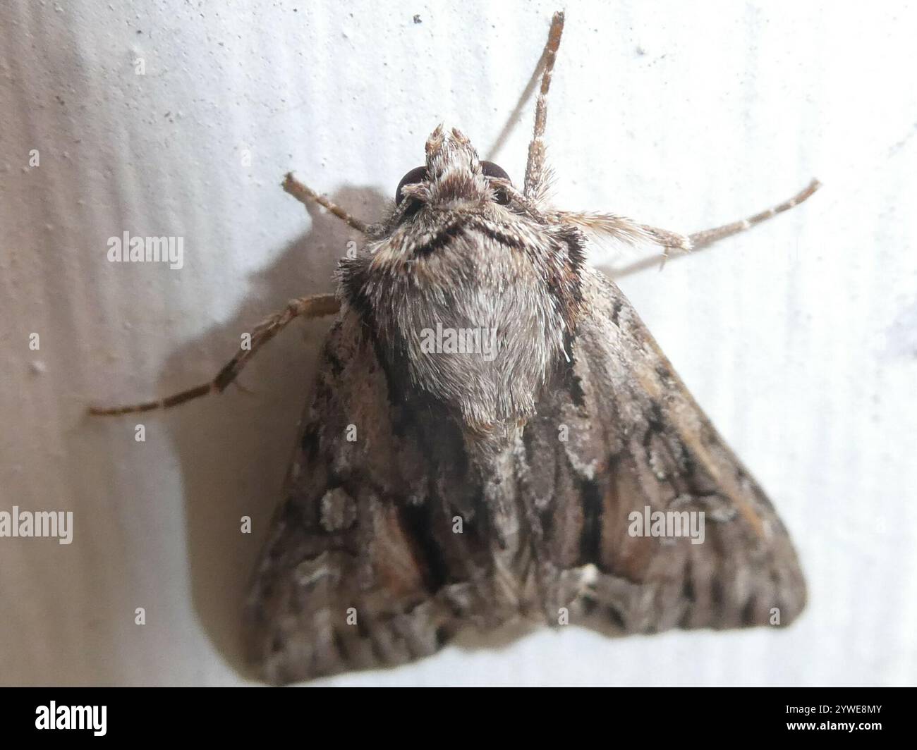 Common Hyppa Moth (Hyppa xylinoides Stock Photo - Alamy