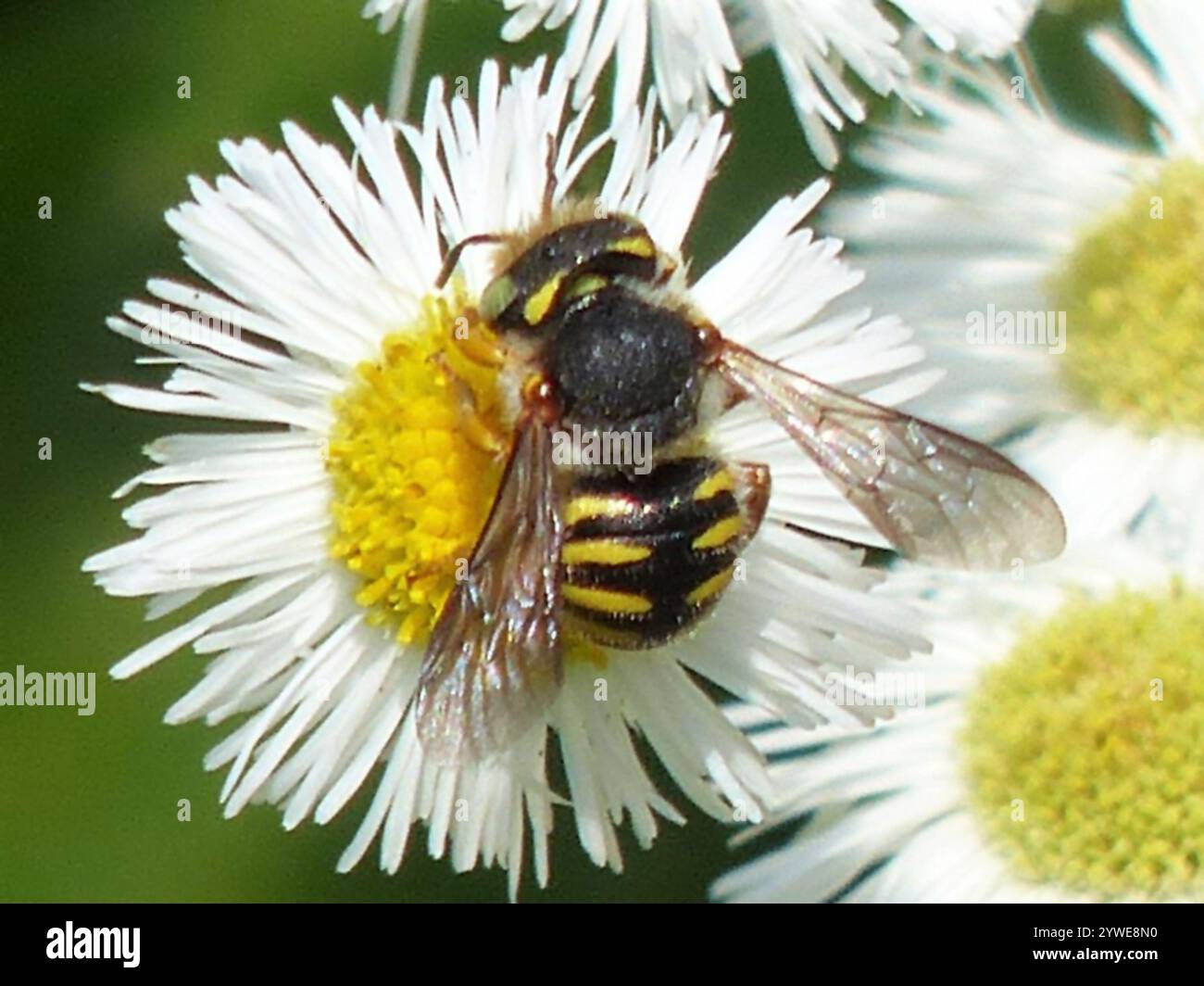 Oblong Woolcarder Bee (Anthidium oblongatum Stock Photo - Alamy