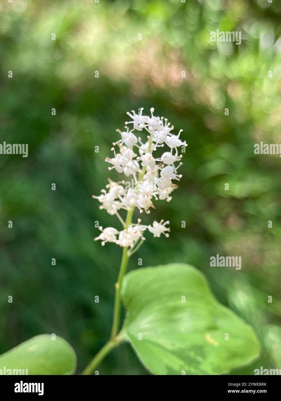 May Lily (Maianthemum bifolium Stock Photo - Alamy