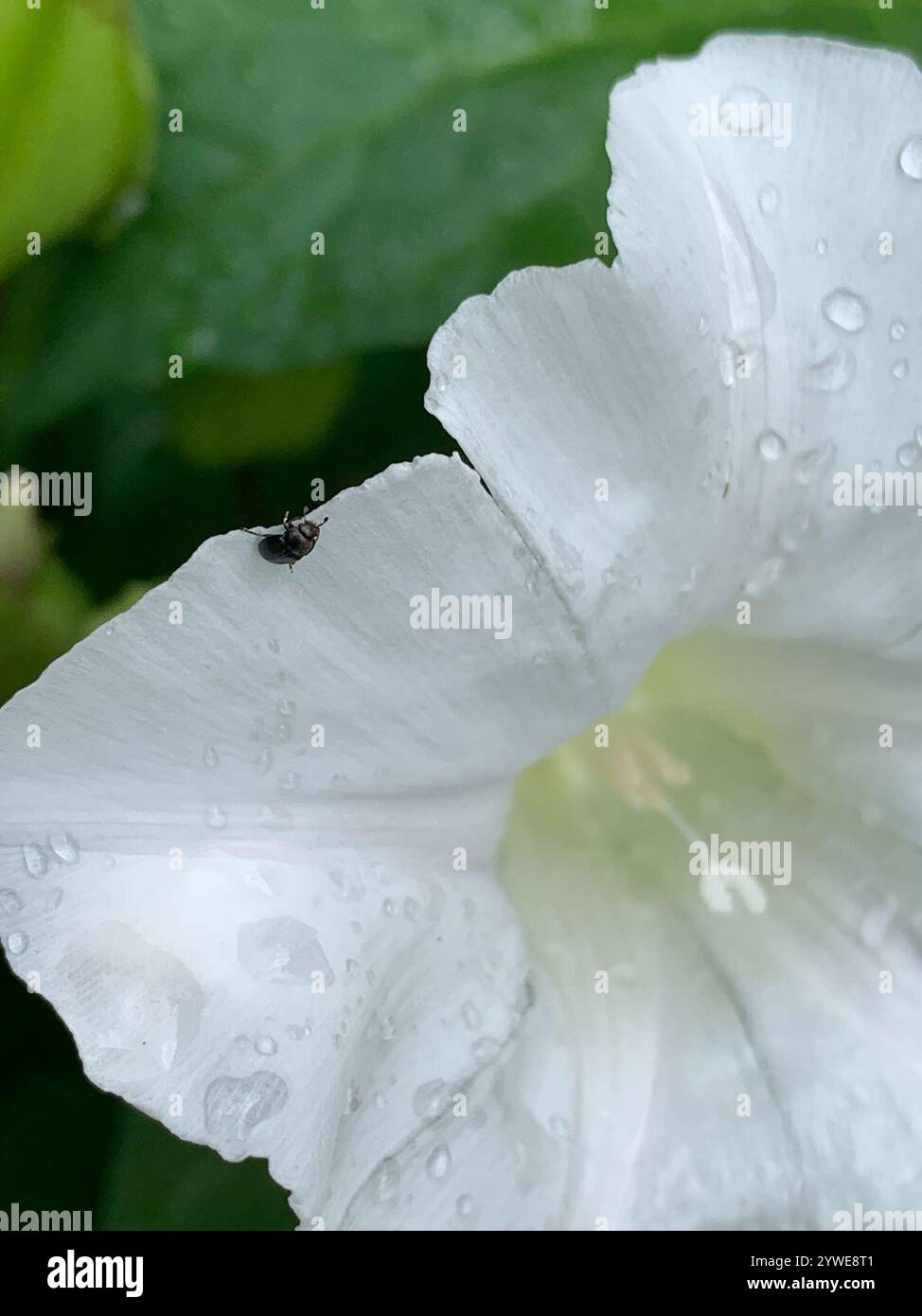 Common Pollen Beetle (Brassicogethes aeneus Stock Photo - Alamy