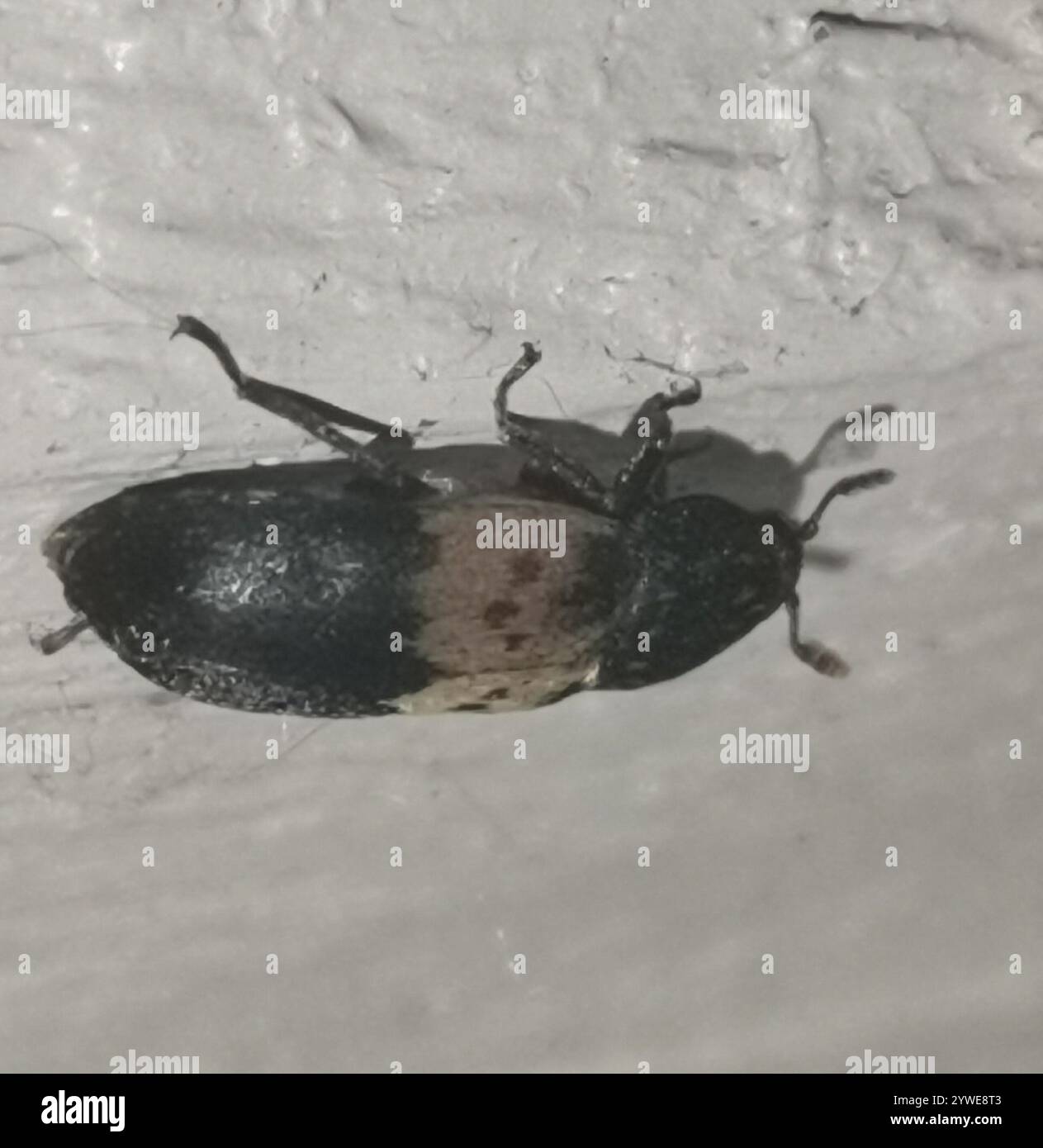 Larder Beetle (Dermestes lardarius Stock Photo - Alamy