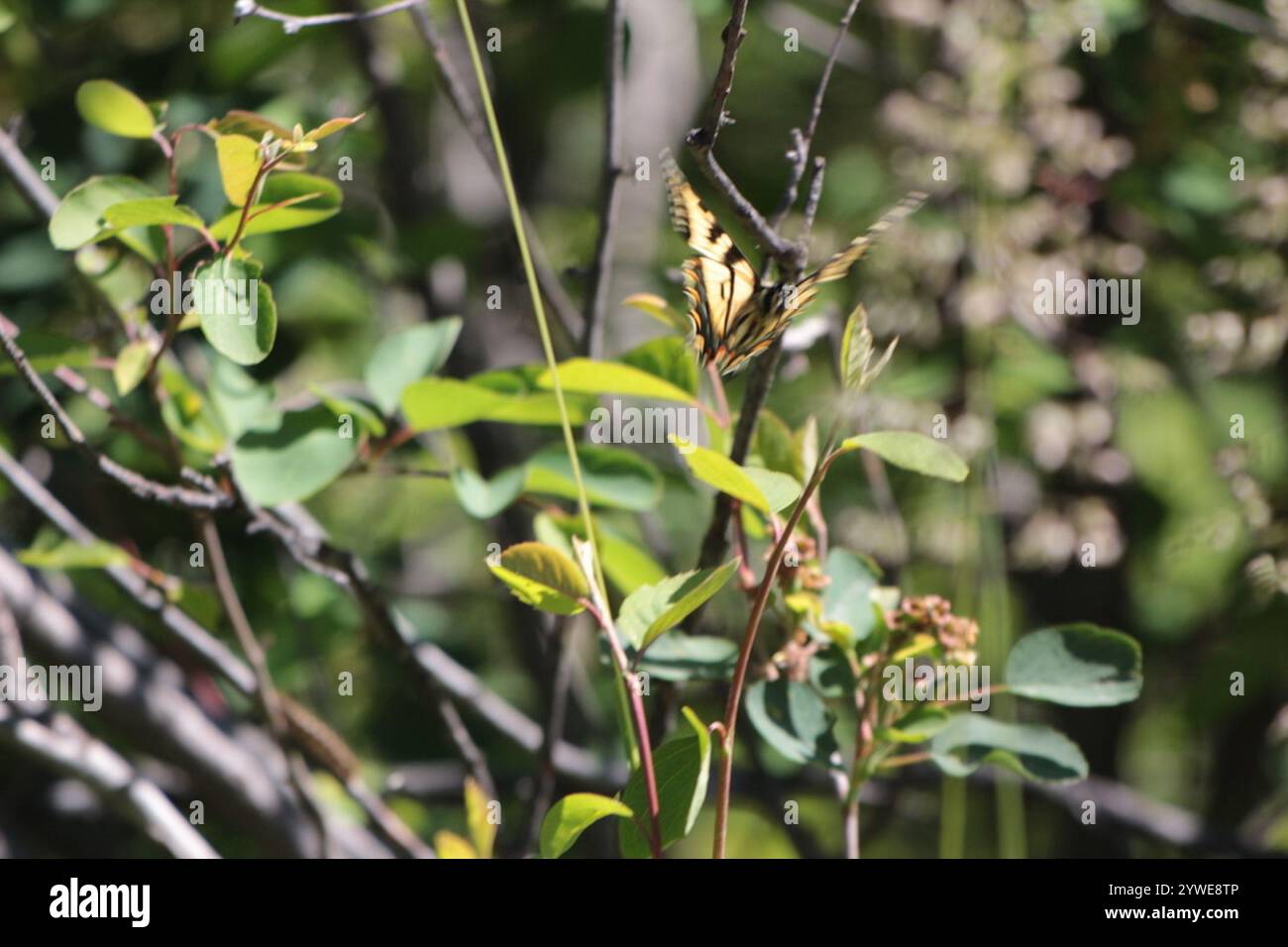 Canadian Tiger Swallowtail (Papilio canadensis Stock Photo - Alamy