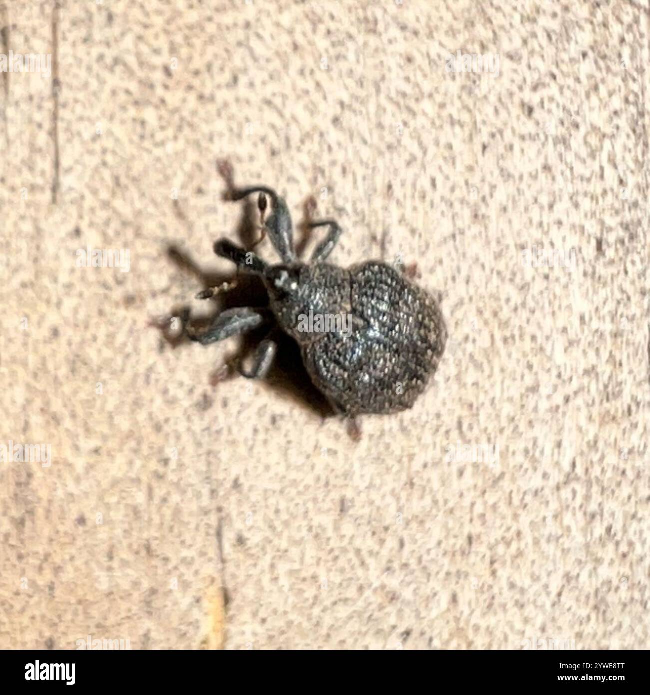 Yellow Poplar Weevil (Odontopus calceatus Stock Photo - Alamy