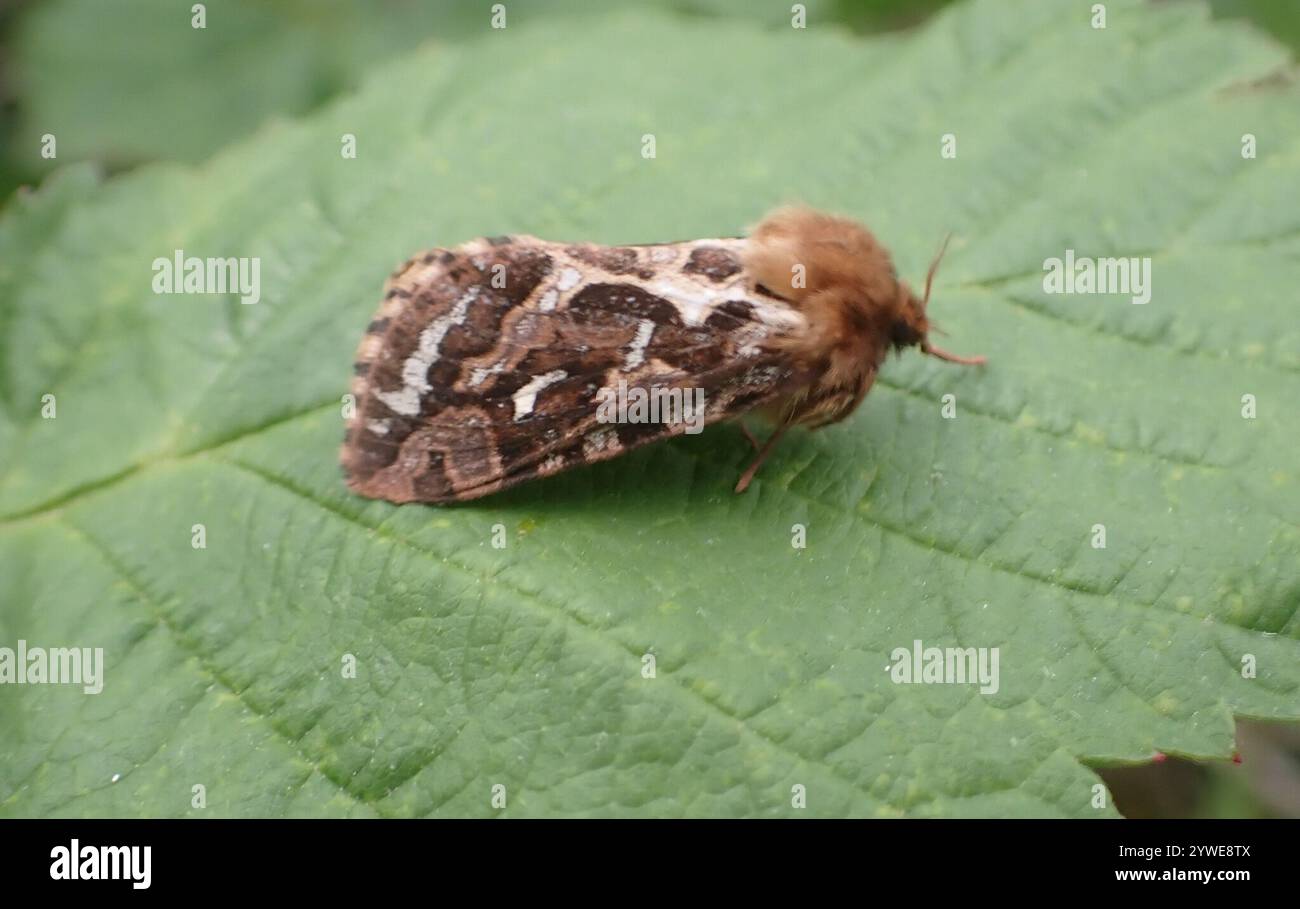 Map winged swift hi-res stock photography and images - Alamy