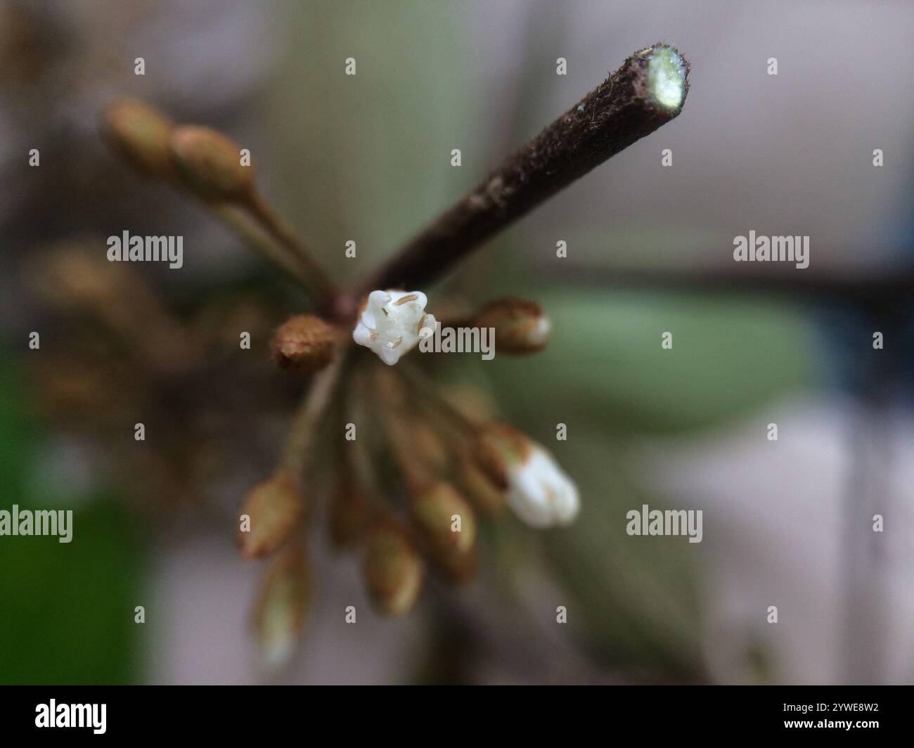 bully trees (Sideroxylon Stock Photo - Alamy