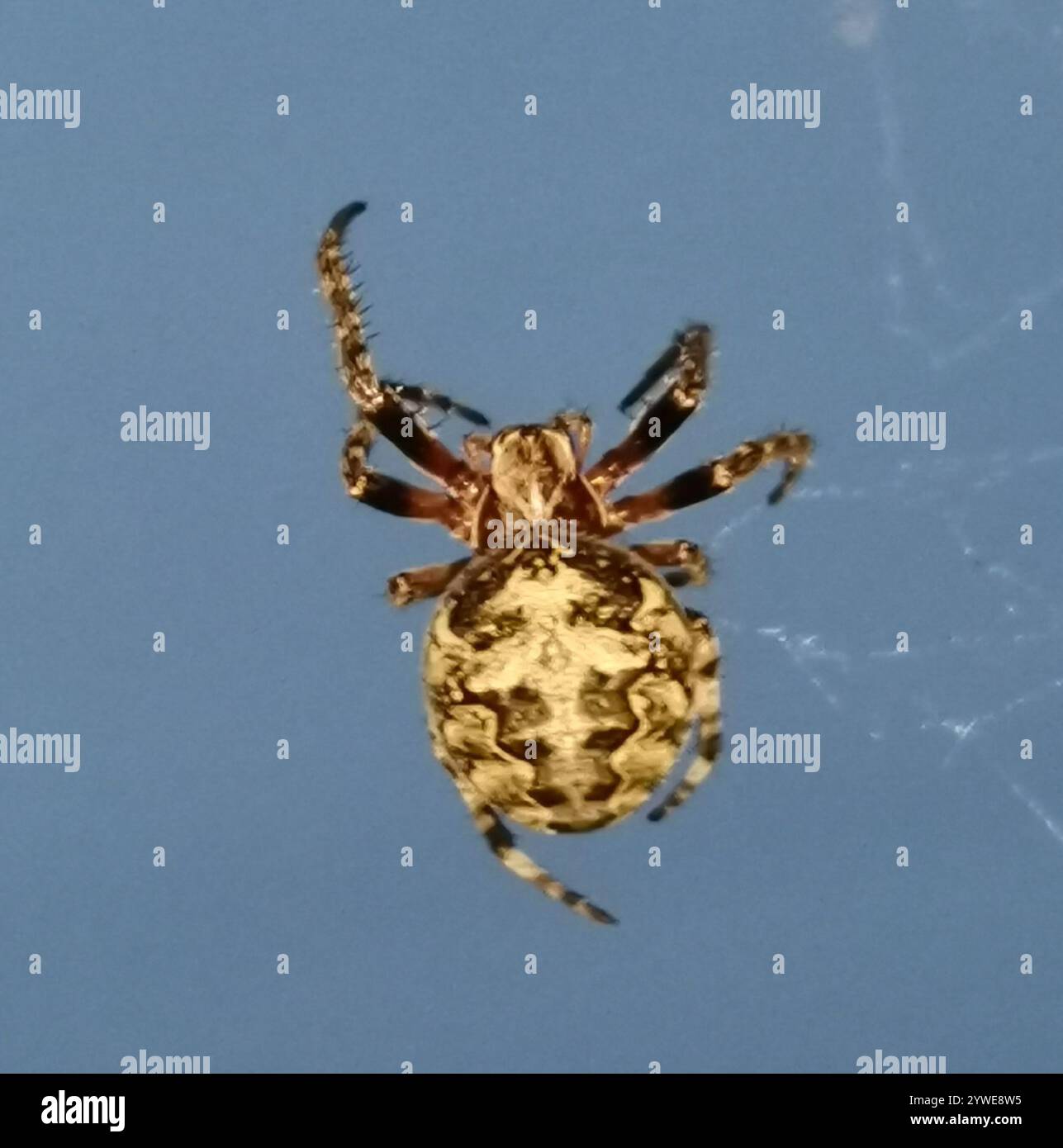 Furrow Spiders (Larinioides Stock Photo - Alamy