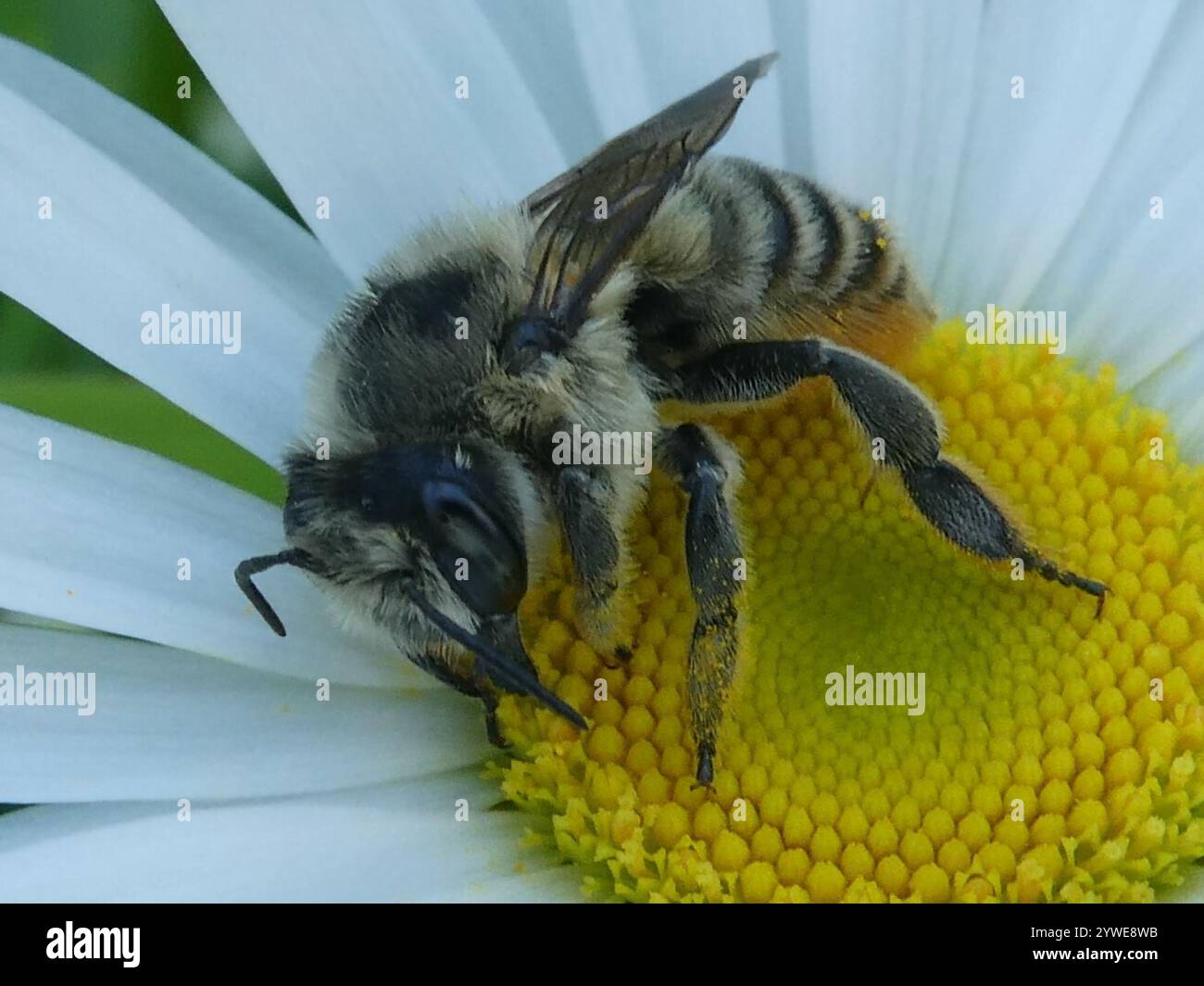broad-handed leafcutter bee (Megachile latimanus Stock Photo - Alamy
