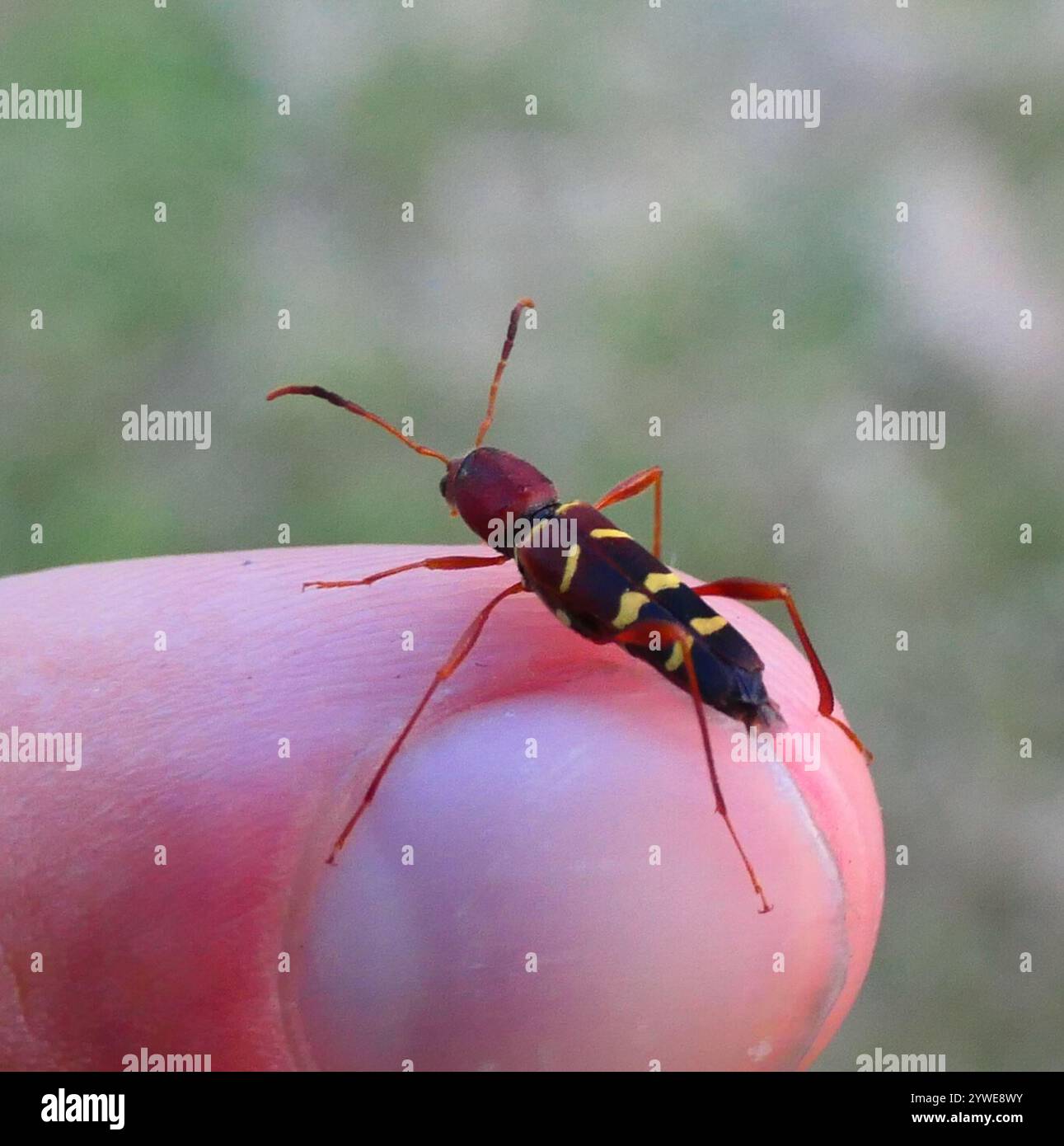 Red-headed Ash Borer (Neoclytus acuminatus Stock Photo - Alamy