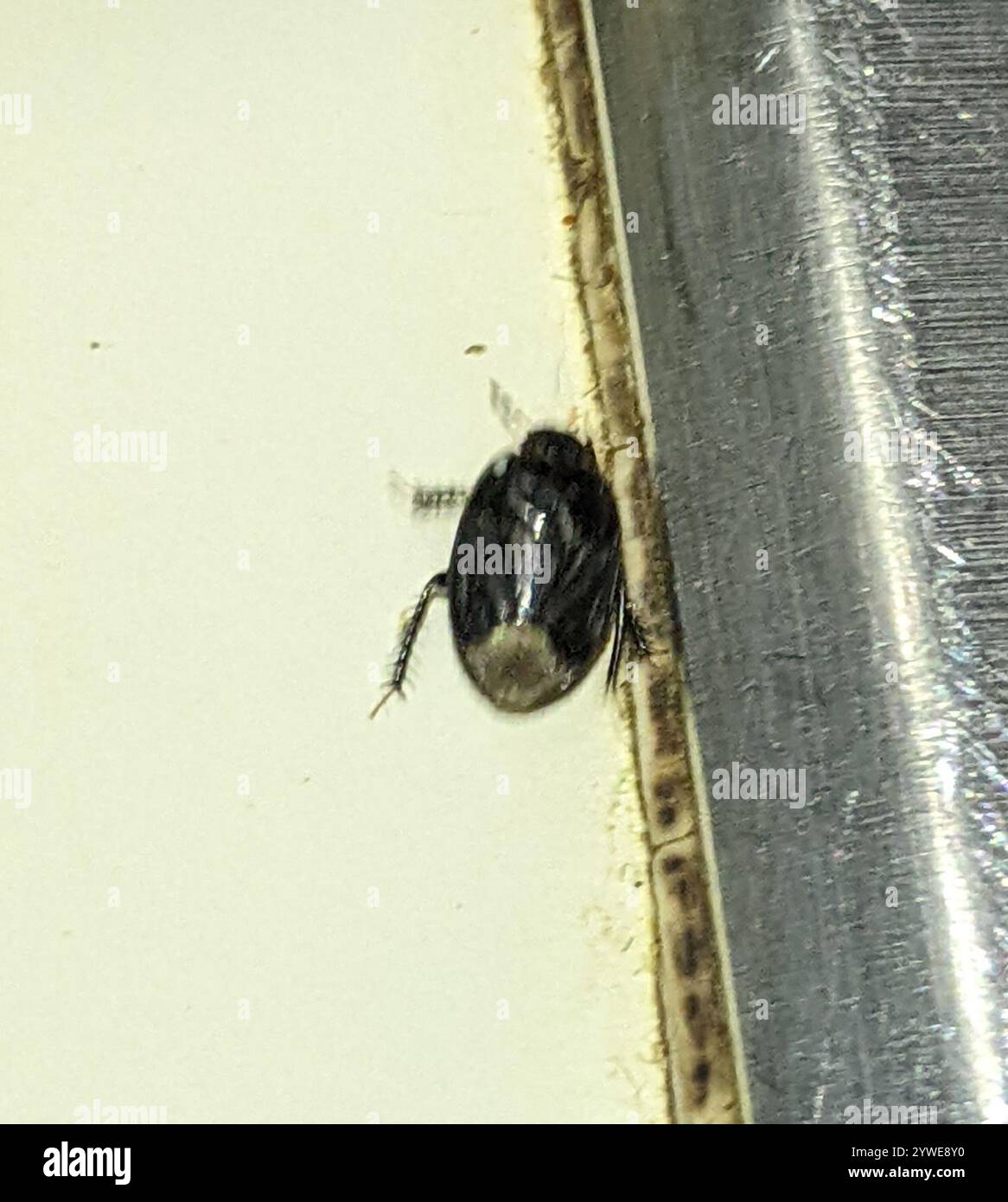 Two-lined Burrowing Bug (Pangaeus bilineatus Stock Photo - Alamy