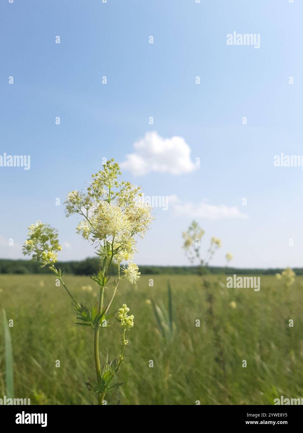 Common Meadow-rue (Thalictrum flavum Stock Photo - Alamy