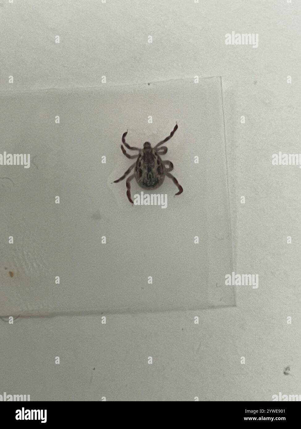 American Dog Tick (Dermacentor variabilis Stock Photo - Alamy