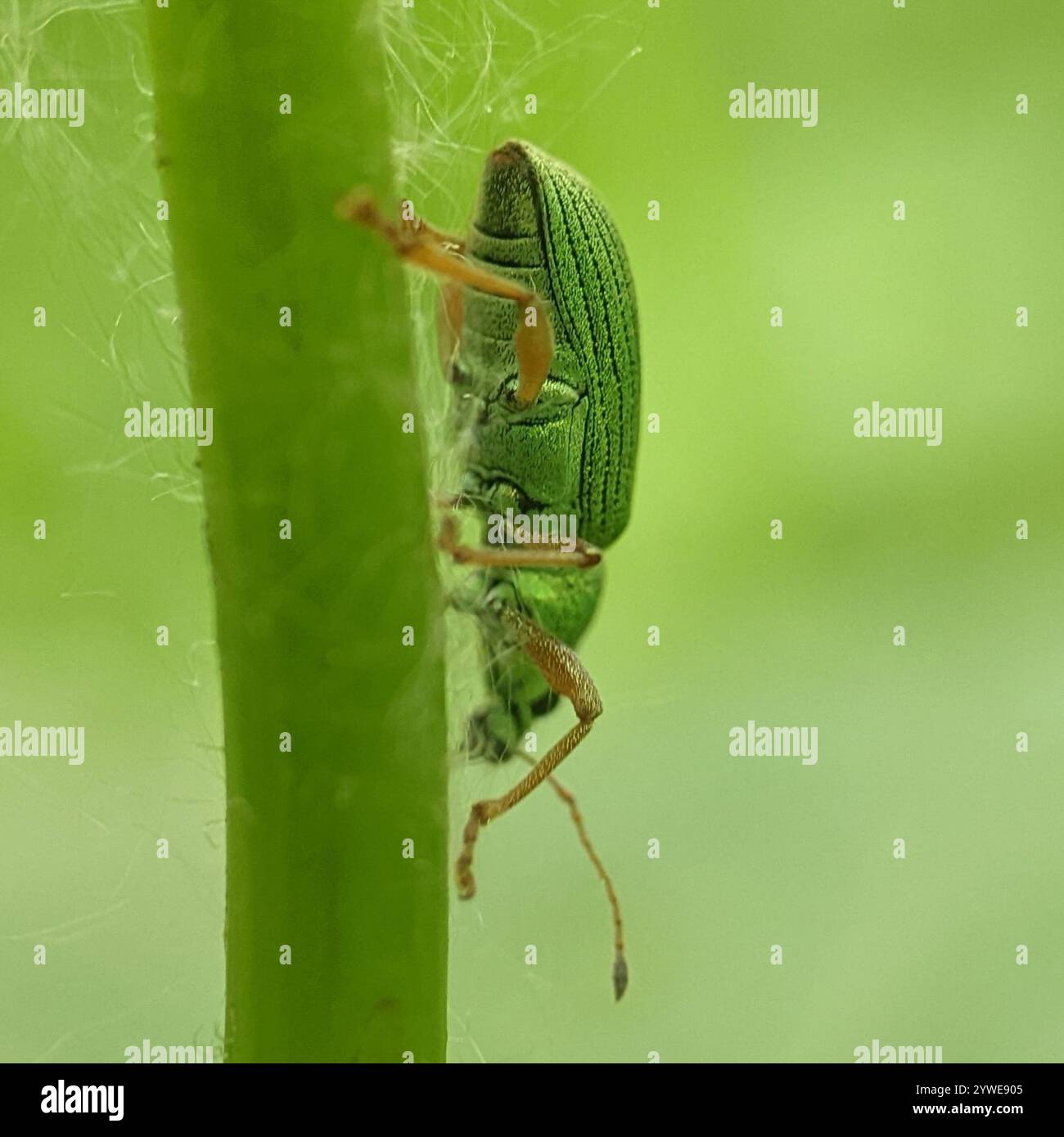 Green Immigrant Leaf Weevil (Polydrusus formosus Stock Photo - Alamy