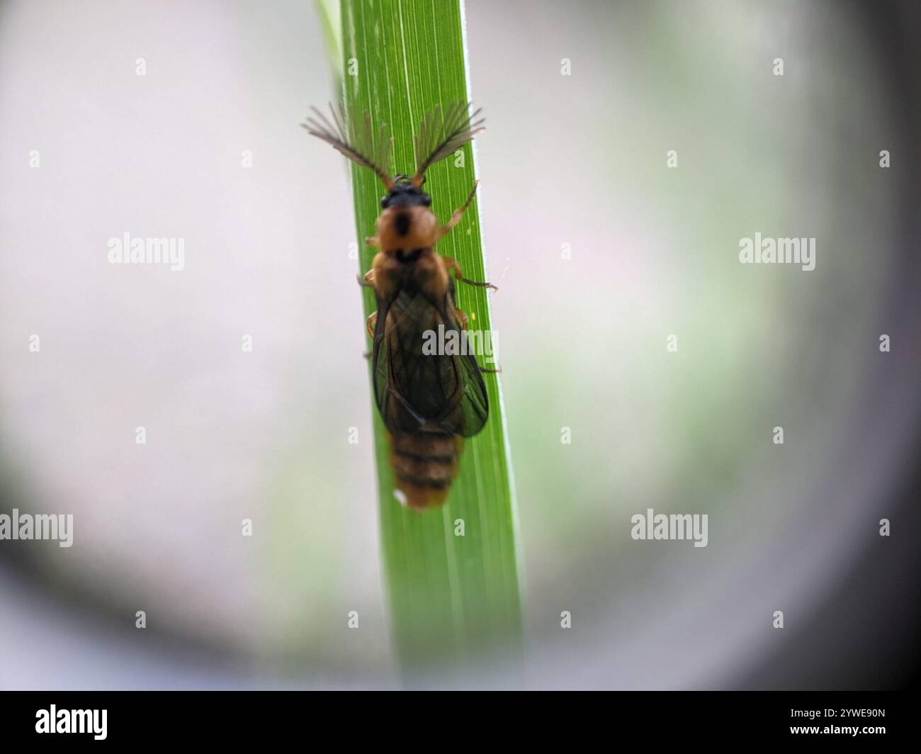 Phengodes hi-res stock photography and images - Alamy