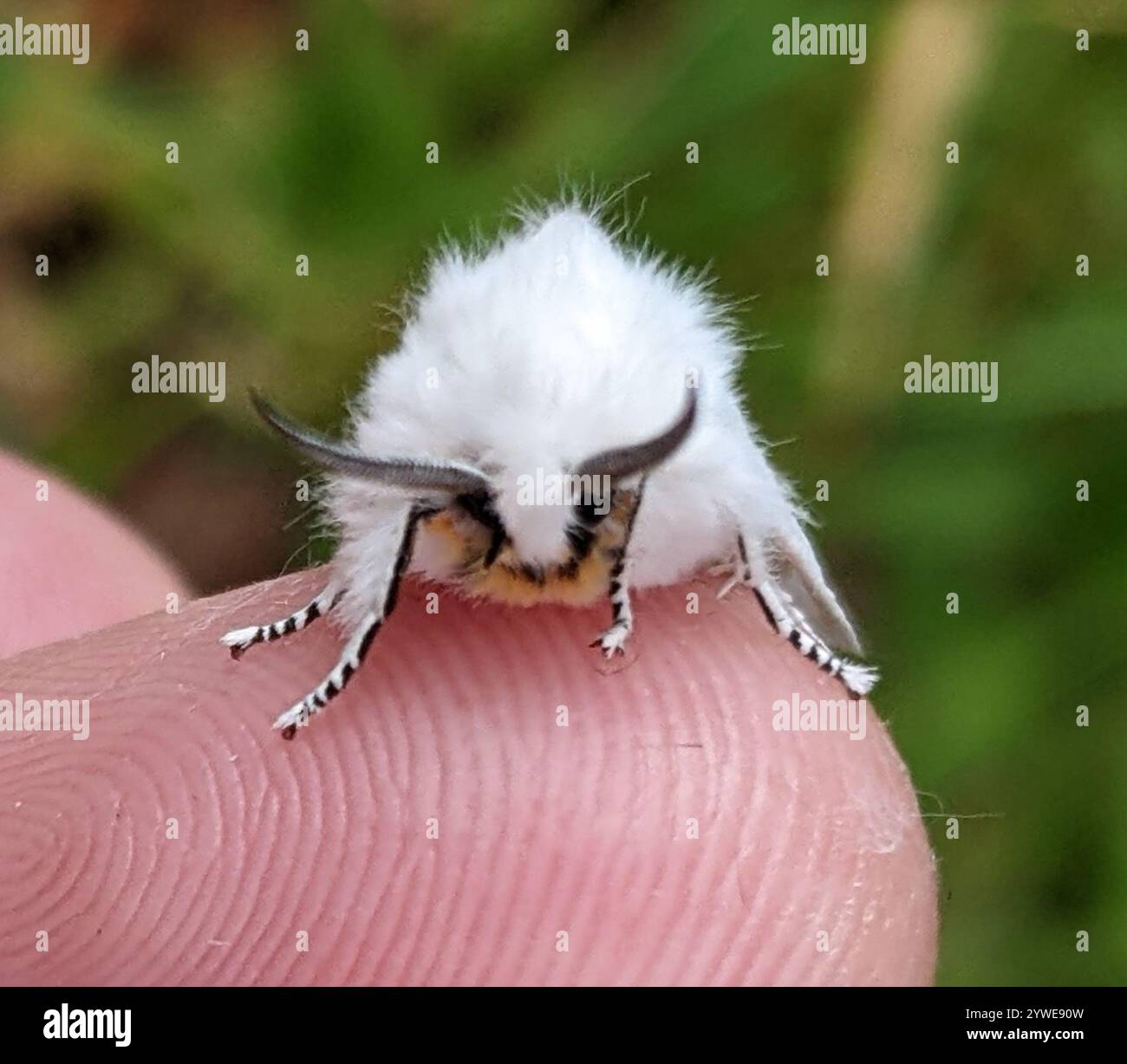 Virginian Tiger Moth (Spilosoma virginica Stock Photo - Alamy