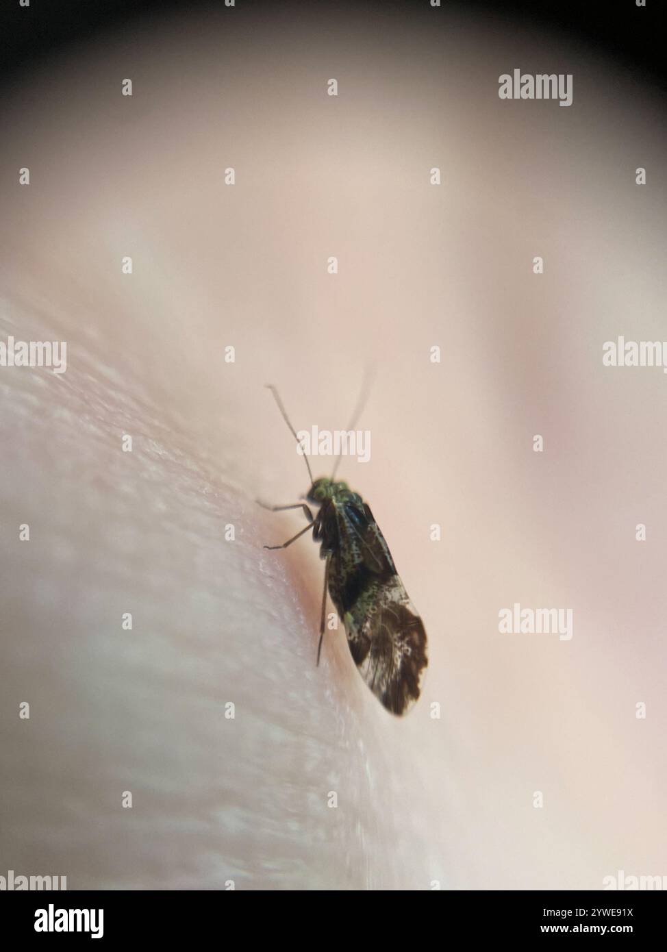 brown-banded barklouse (Loensia fasciata Stock Photo - Alamy