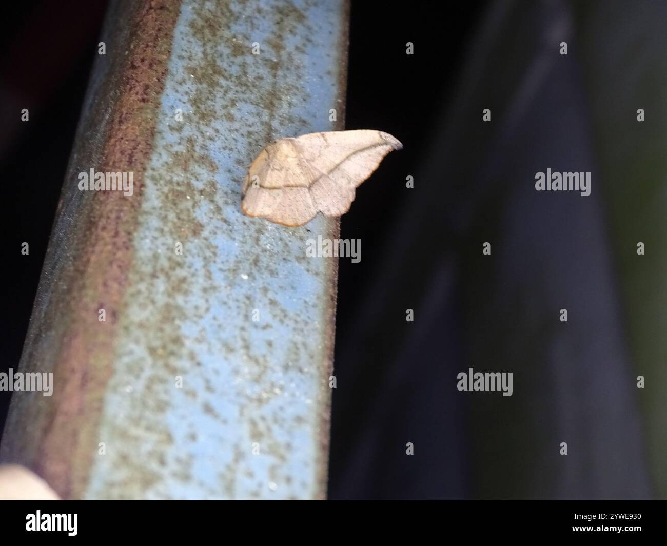 Patalene hi-res stock photography and images - Alamy