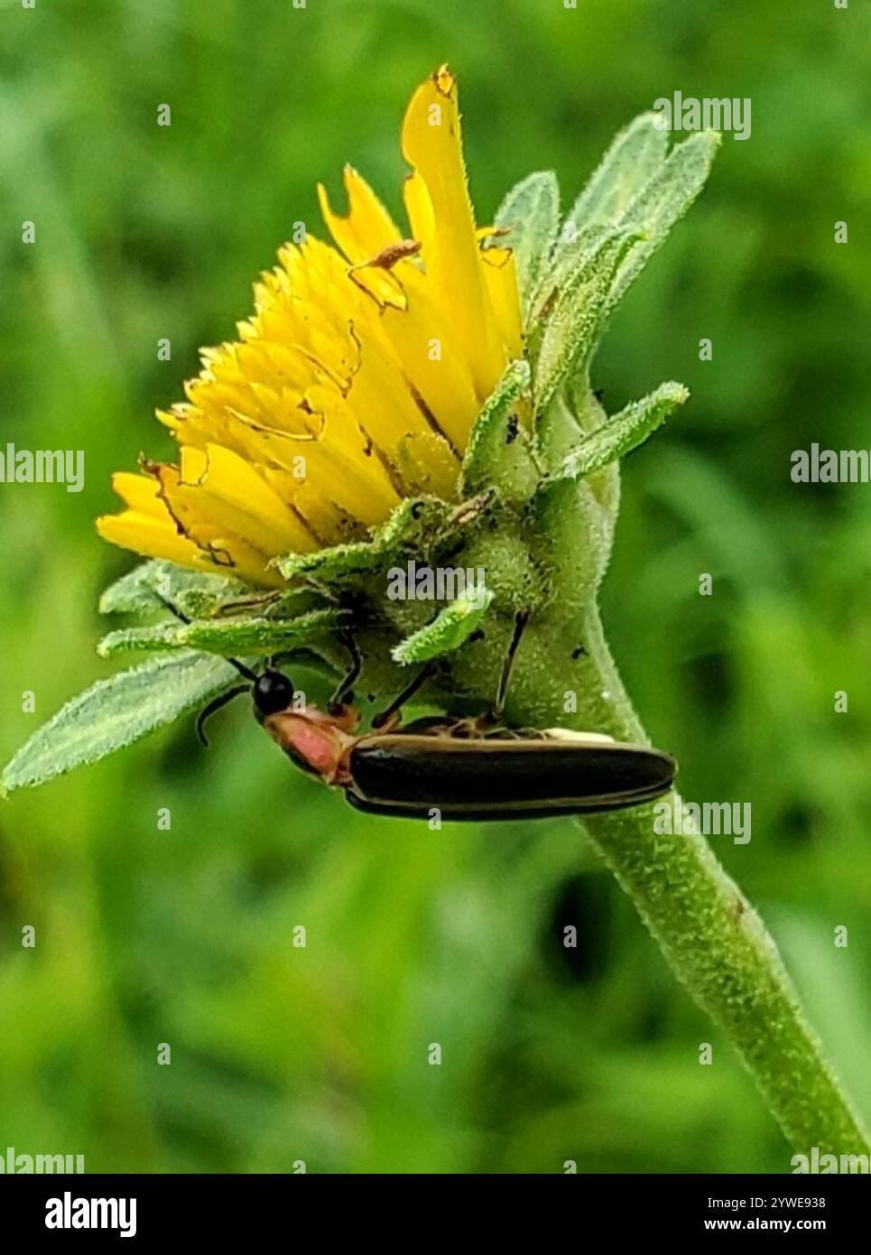 Common Eastern Firefly (Photinus pyralis Stock Photo - Alamy