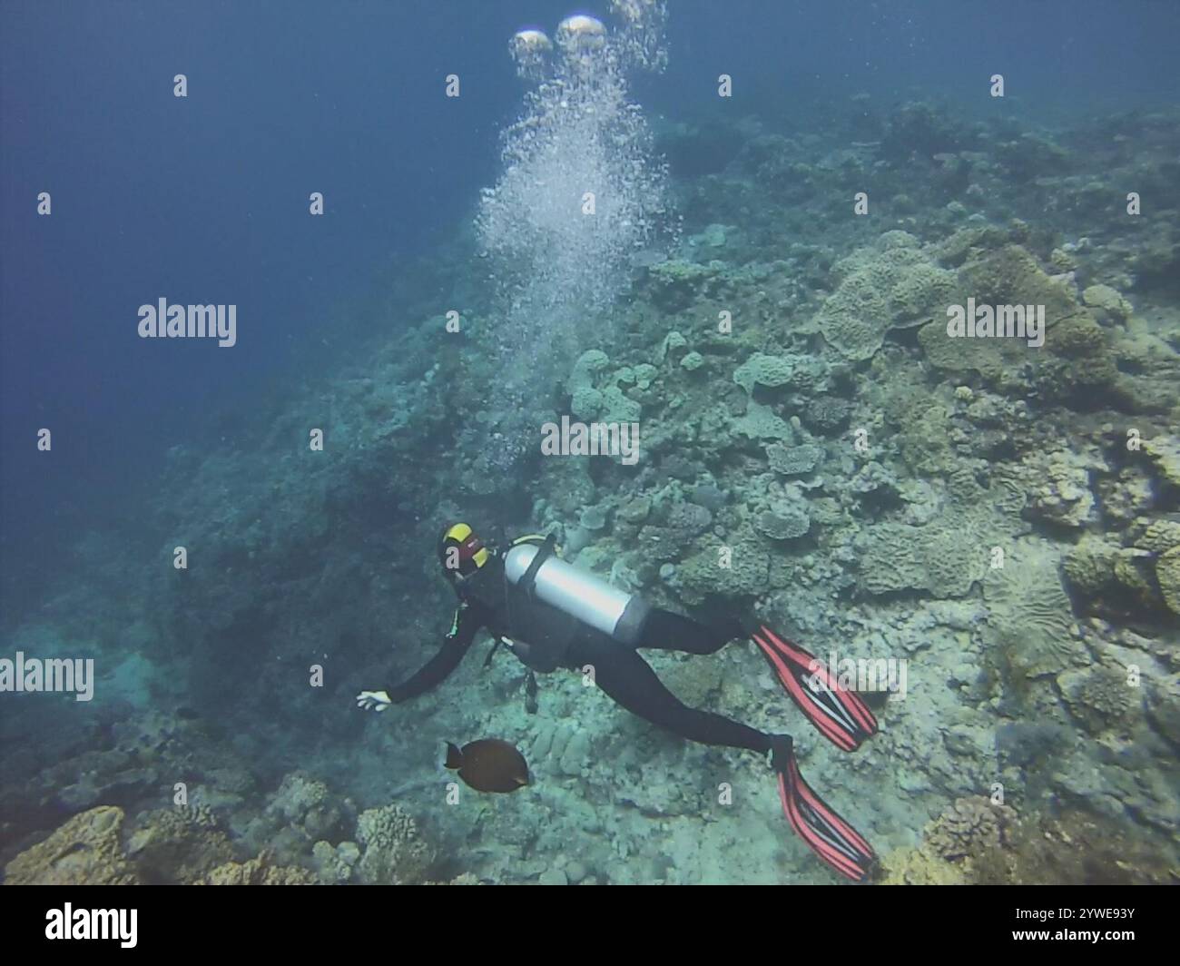 Surgeonfishes, Tangs, and Unicornfishes (Acanthuridae Stock Photo - Alamy