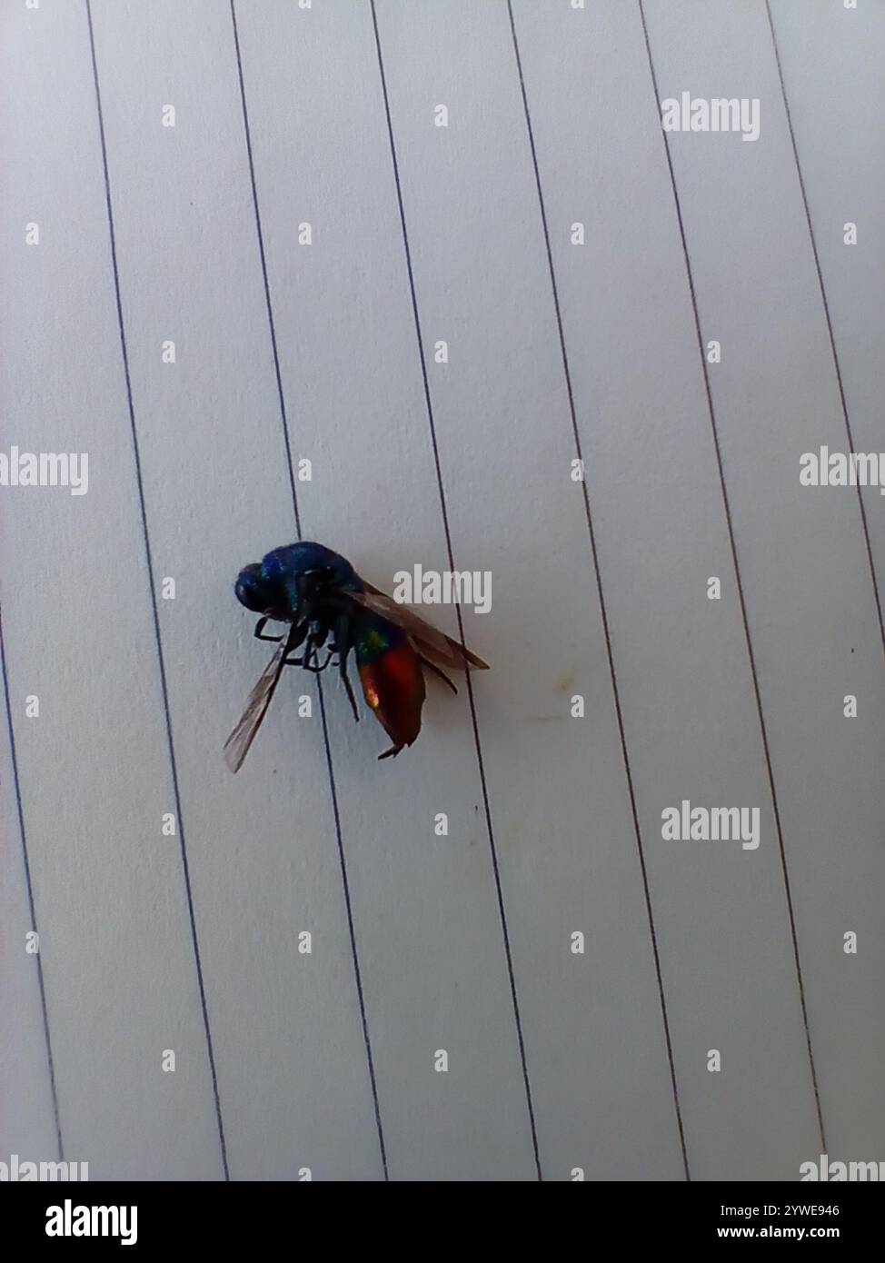 Chrysis fulgida hi-res stock photography and images - Alamy