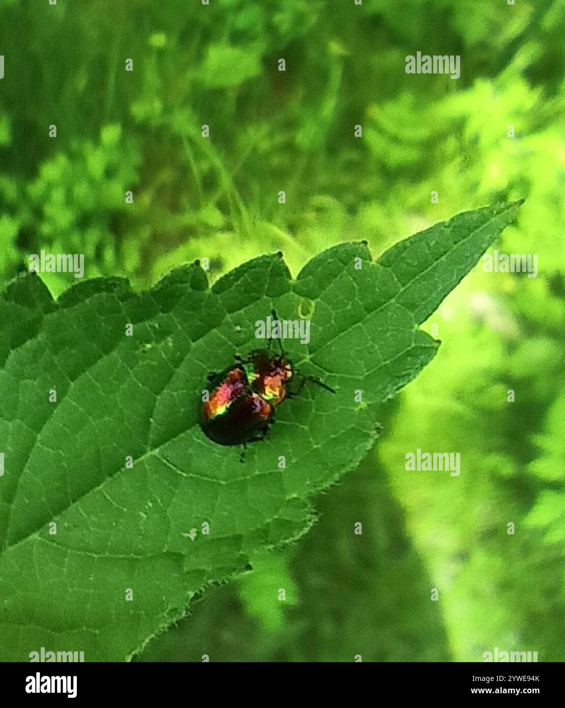 Dead-nettle Leaf Beetle (Fasta fastuosa Stock Photo - Alamy