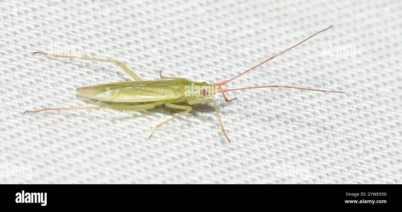 Rice Leaf Bug (Trigonotylus caelestialium Stock Photo - Alamy