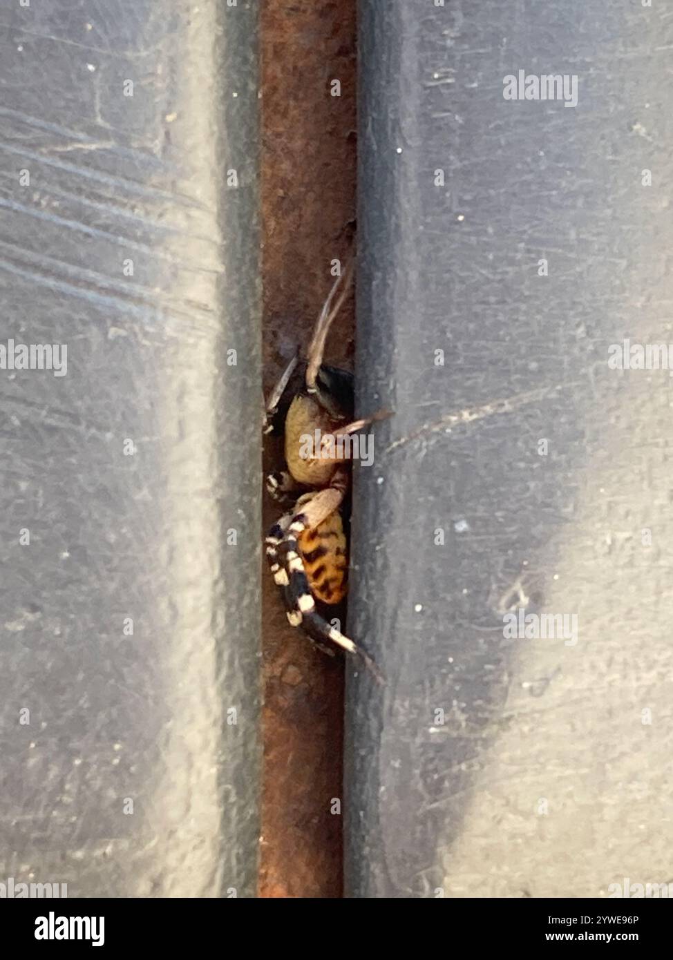 Orange Ant-mimic Sac Spider (Castianeira amoena Stock Photo - Alamy