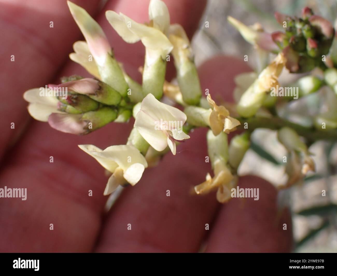 Woody-pod Milkvetch (Astragalus sclerocarpus Stock Photo - Alamy