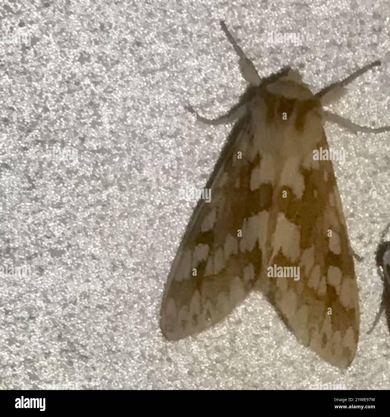 Spotted Tussock Moth (Lophocampa maculata Stock Photo - Alamy