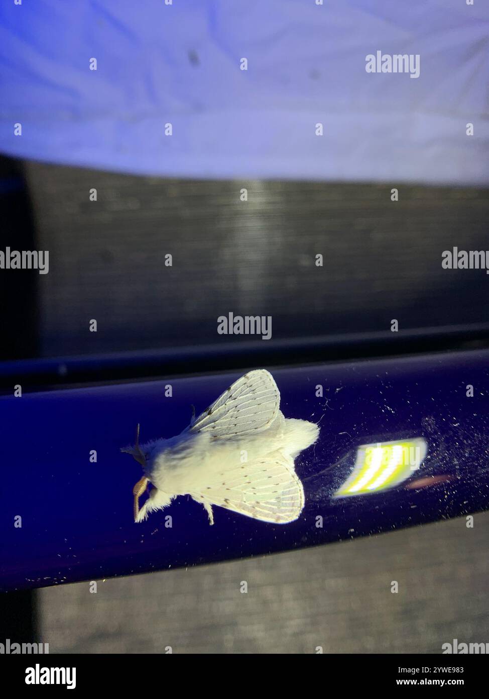 Dot-lined White (Artace cribrarius Stock Photo - Alamy
