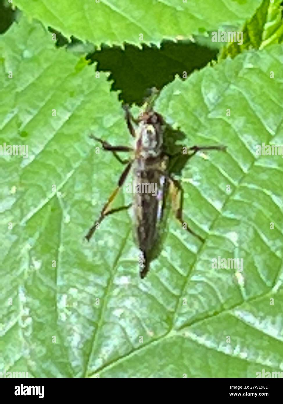 Common Awl Robber Fly (Neoitamus cyanurus Stock Photo - Alamy