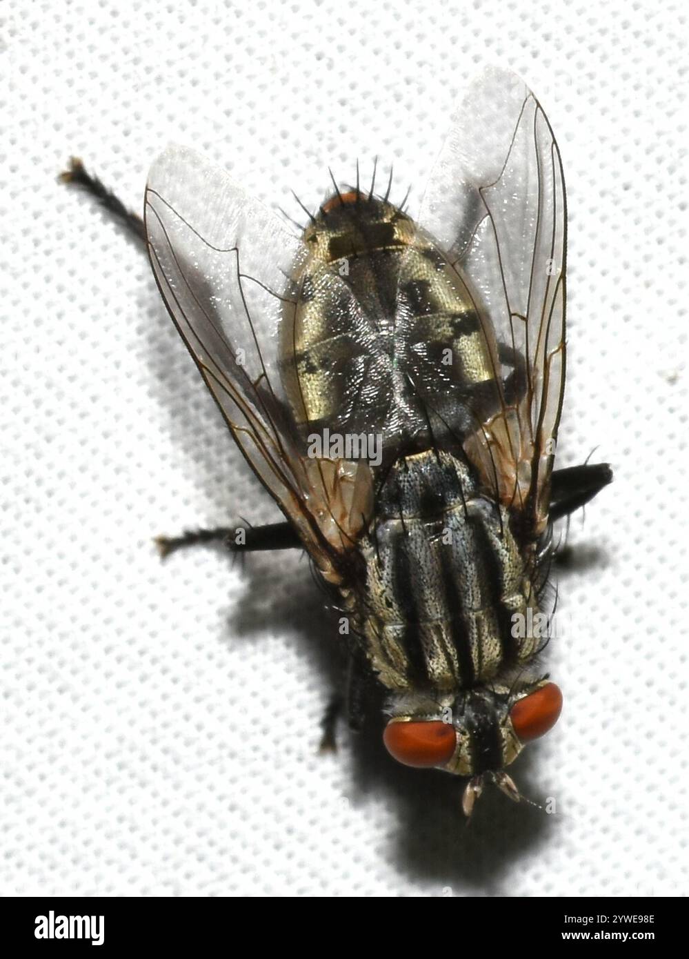 Common Flesh Flies (Sarcophaga Stock Photo - Alamy