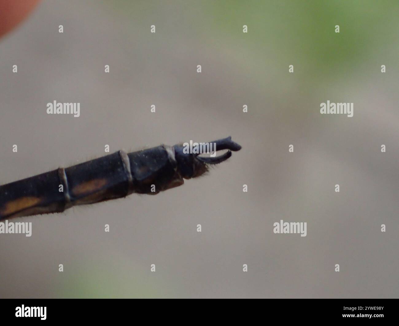 Beaverpond Baskettail (Epitheca canis Stock Photo - Alamy