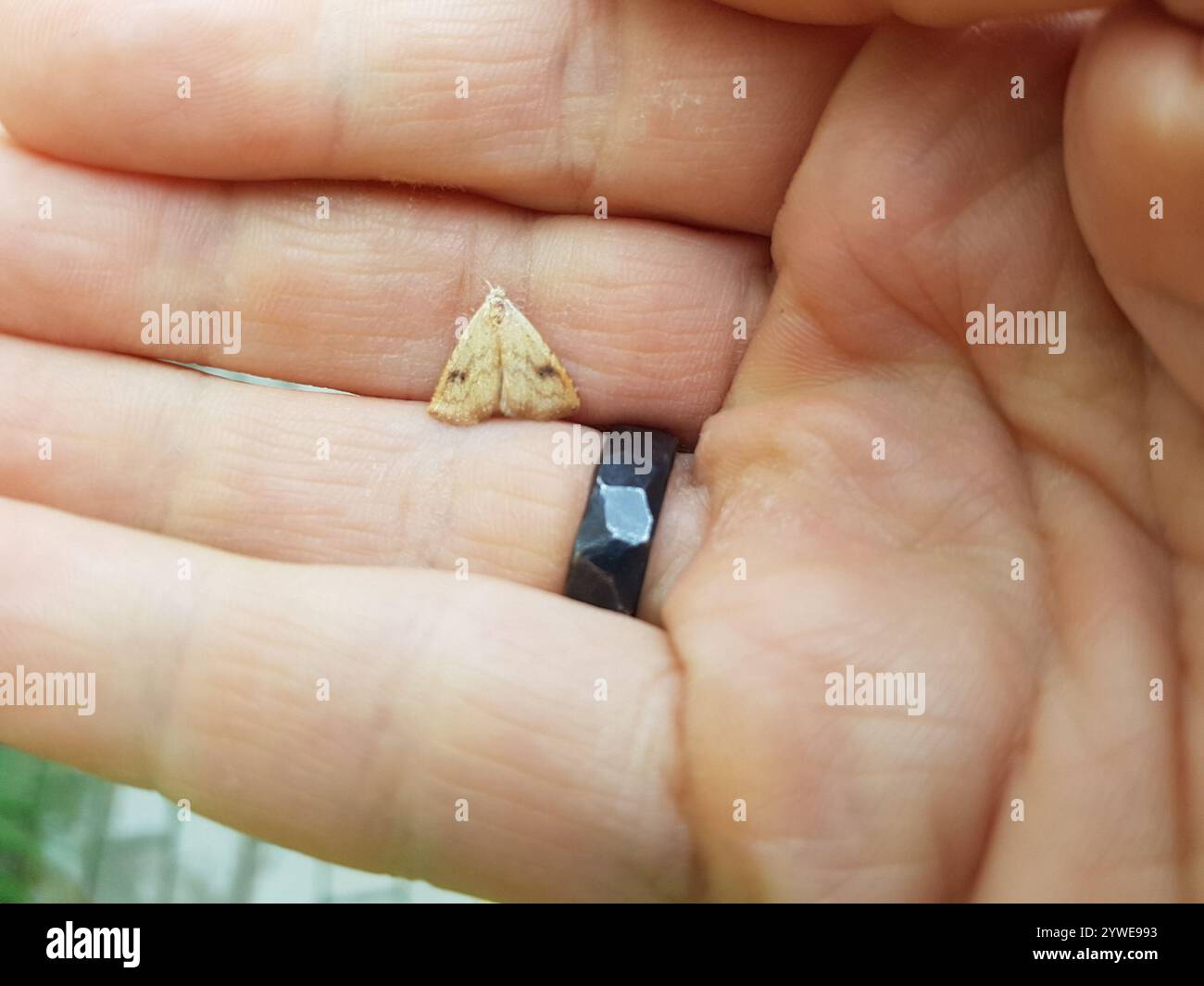 Straw Dot (Rivula sericealis Stock Photo - Alamy