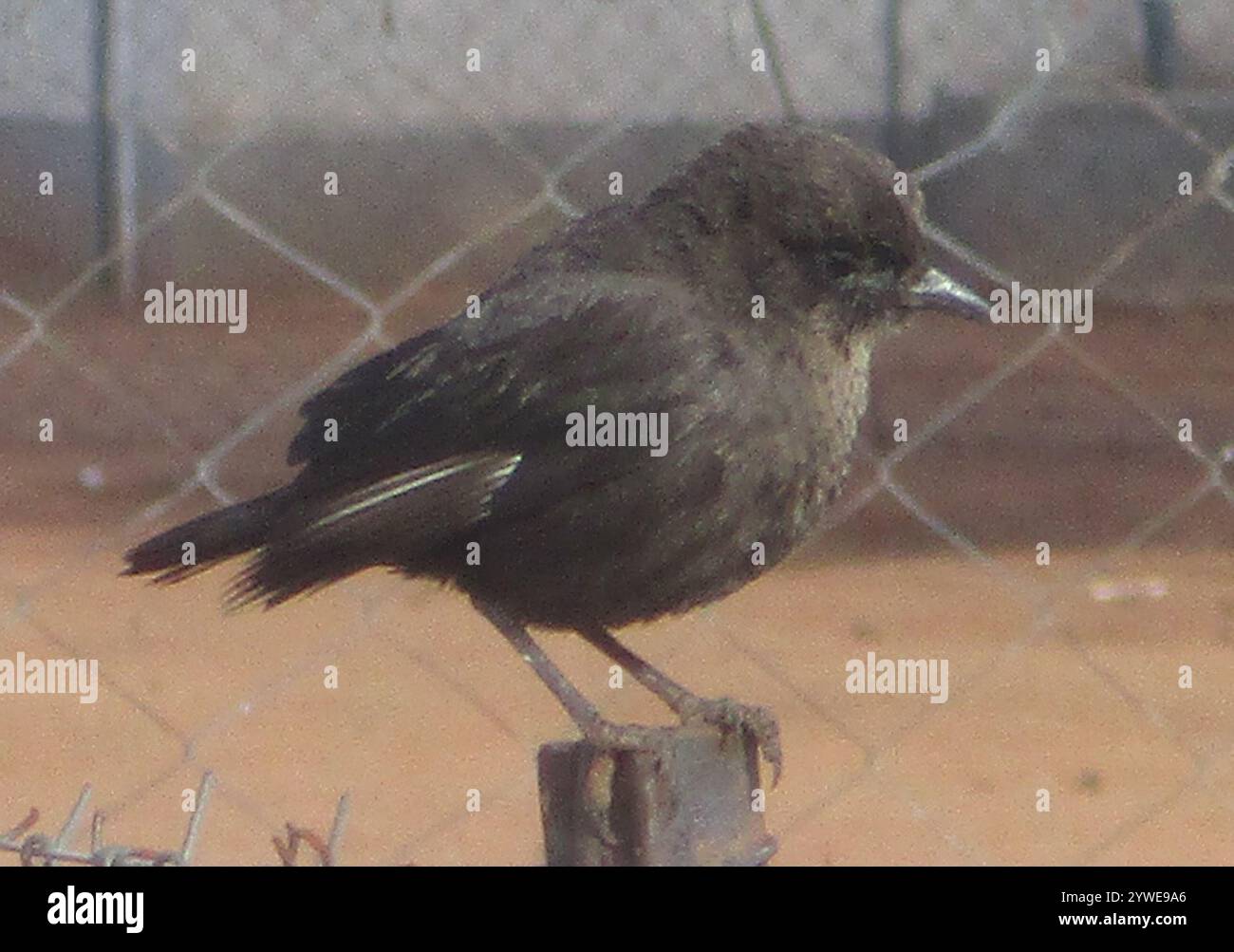Southern Anteater-Chat (Myrmecocichla formicivora Stock Photo - Alamy