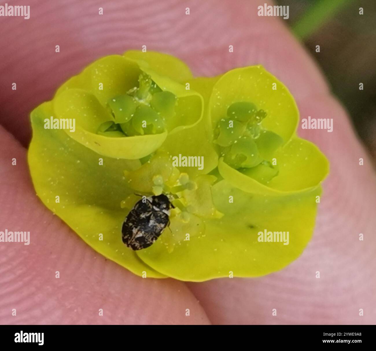 Museum Beetle (Anthrenus museorum Stock Photo - Alamy