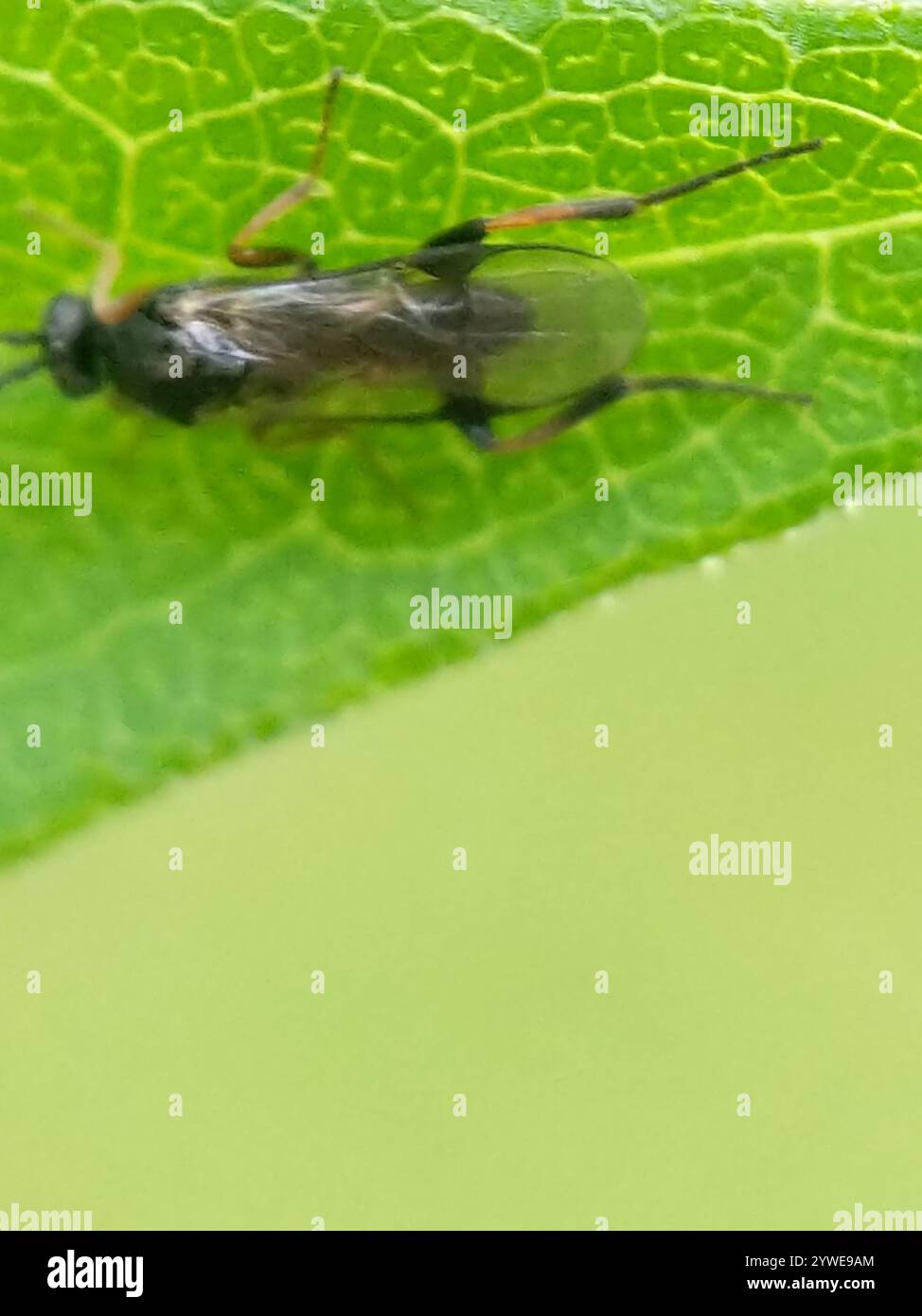 Braconid Wasps (Braconidae Stock Photo - Alamy