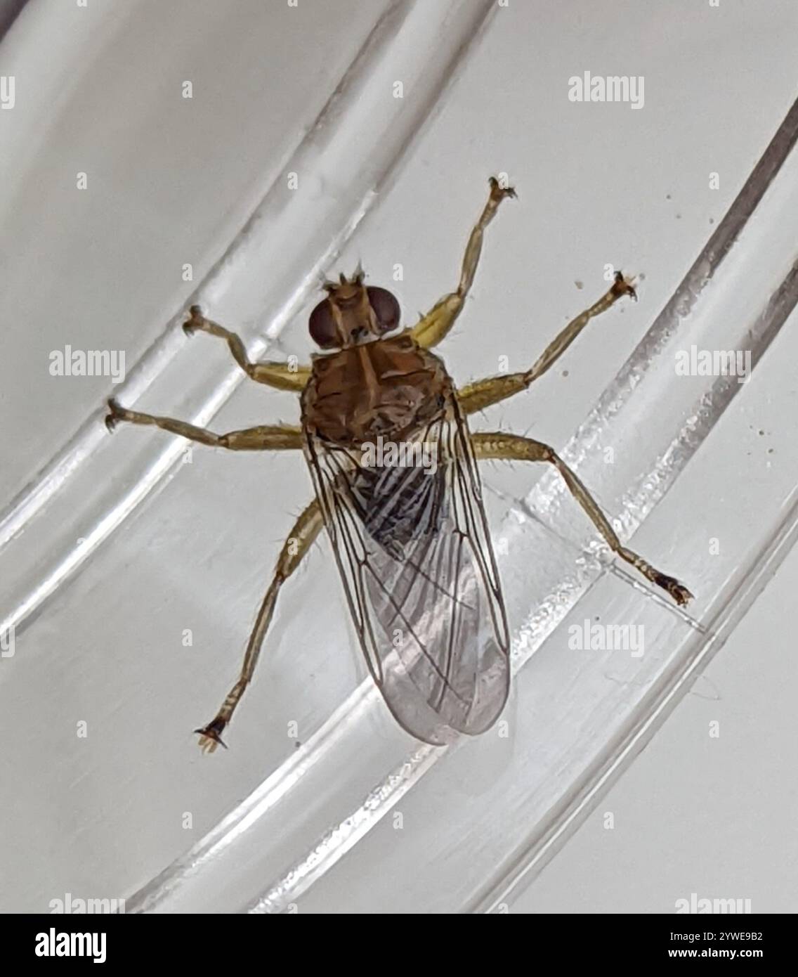 Bird louse fly (Ornithomya avicularia Stock Photo - Alamy