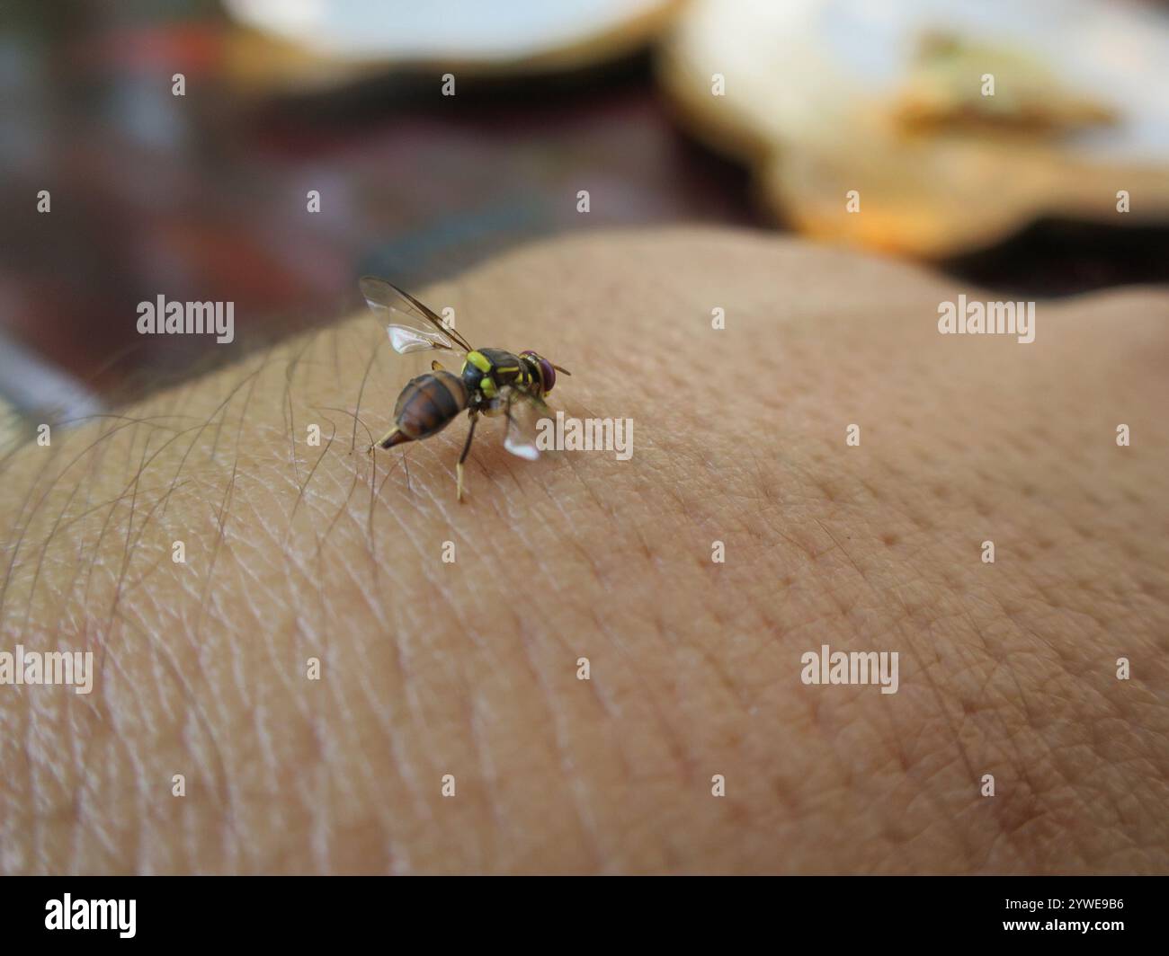 Oriental Fruit Fly (Bactrocera dorsalis Stock Photo - Alamy
