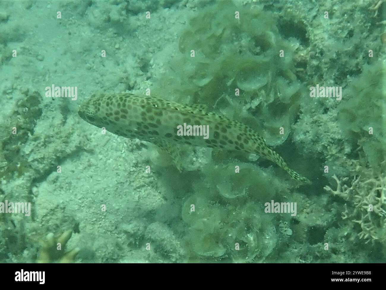 Honeycomb Grouper (Epinephelus merra Stock Photo - Alamy