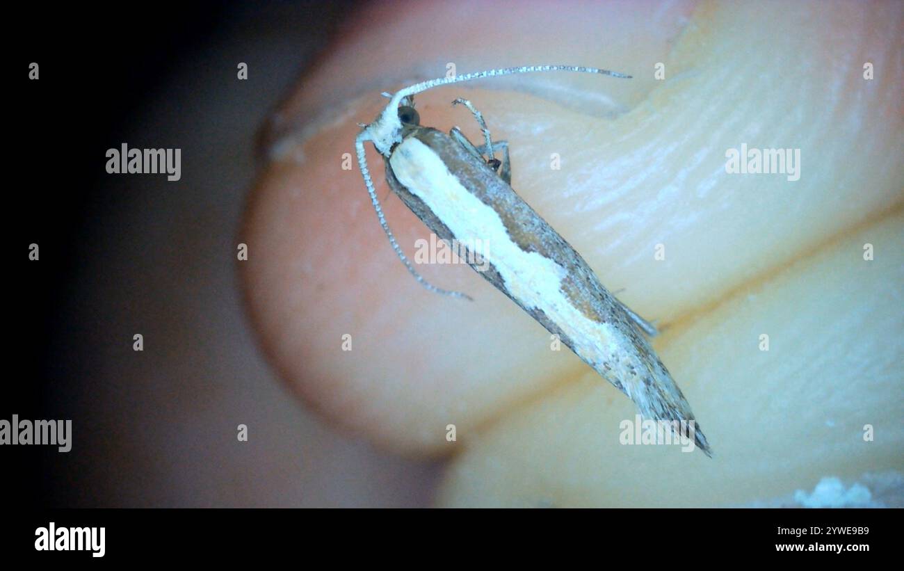 Diamondback Moth (Plutella xylostella Stock Photo - Alamy