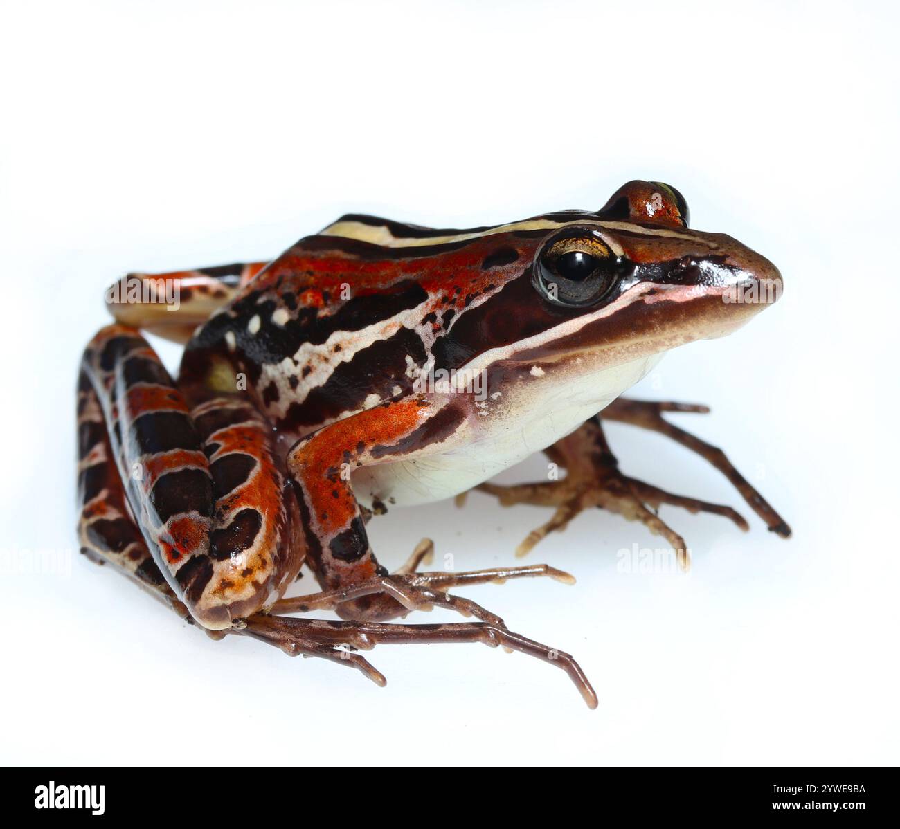 Banded stream frog hi-res stock photography and images - Alamy