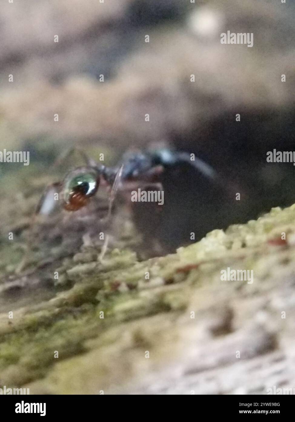 Pitch-black Collared Ant (Aphaenogaster picea Stock Photo - Alamy