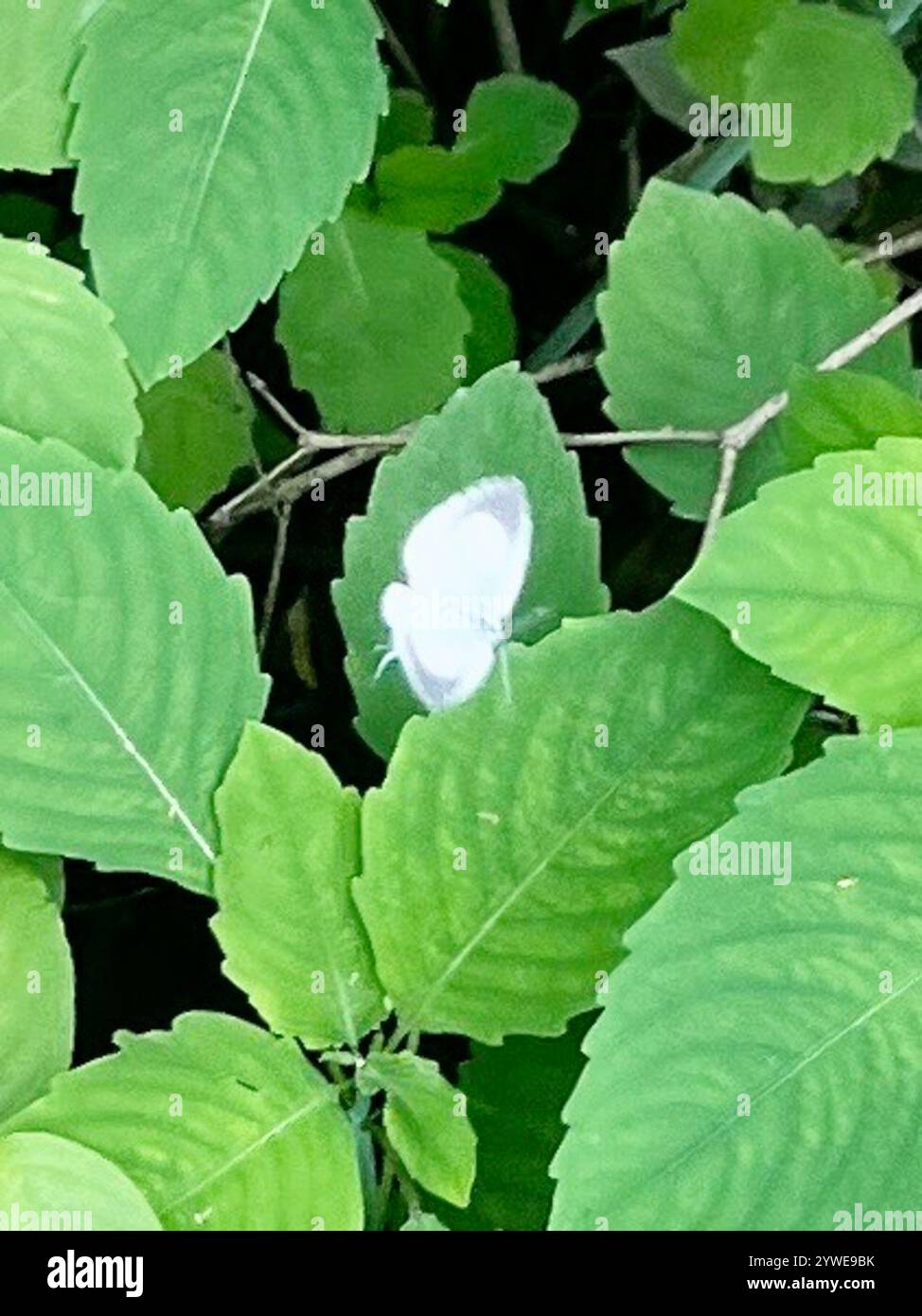 Summer Azure (Celastrina neglecta Stock Photo - Alamy