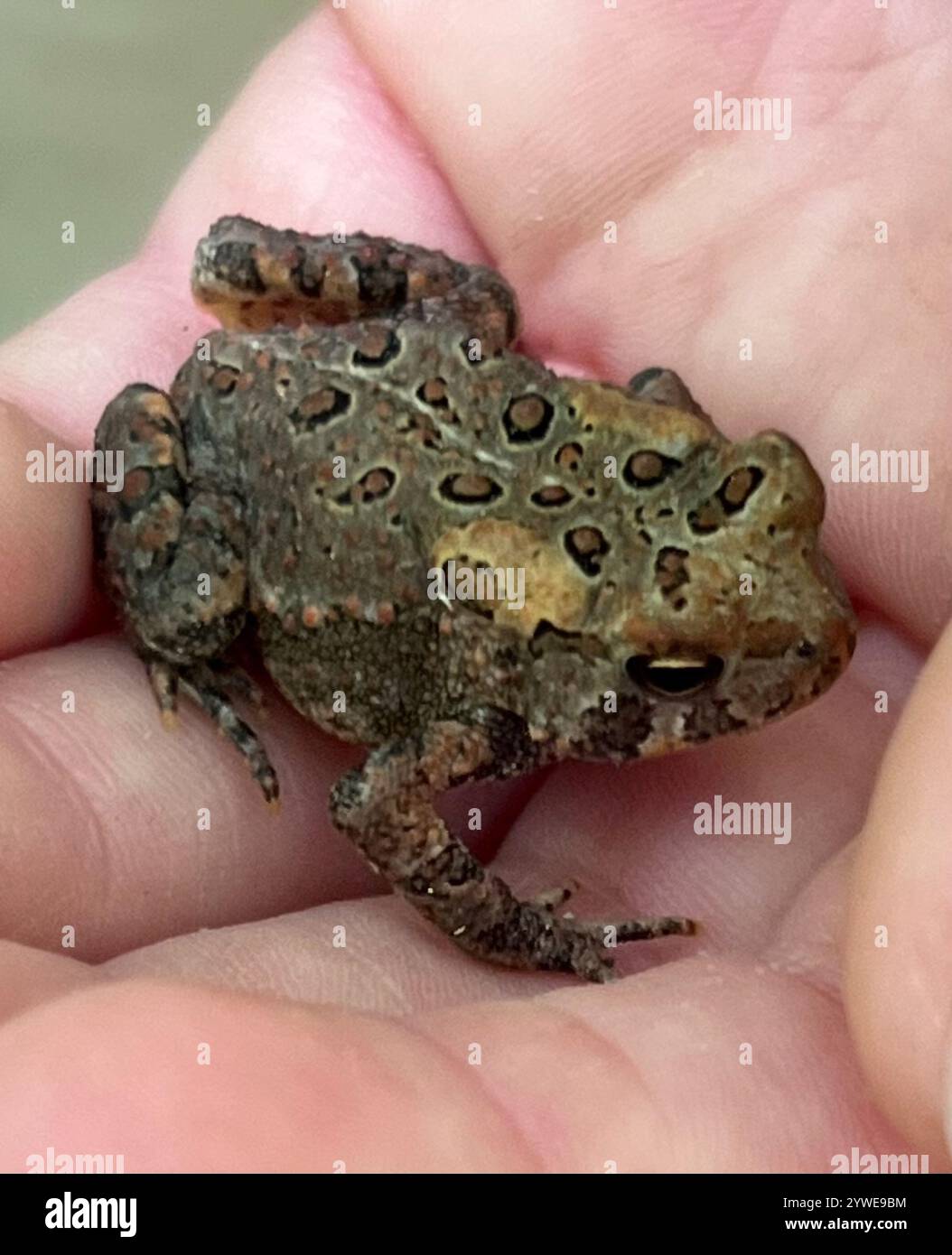 Eastern American Toad (Anaxyrus americanus americanus Stock Photo - Alamy