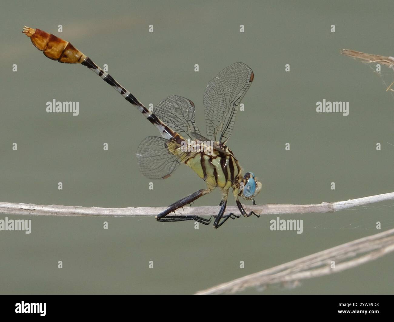 Flag-tailed Spinyleg (Dromogomphus spoliatus Stock Photo - Alamy