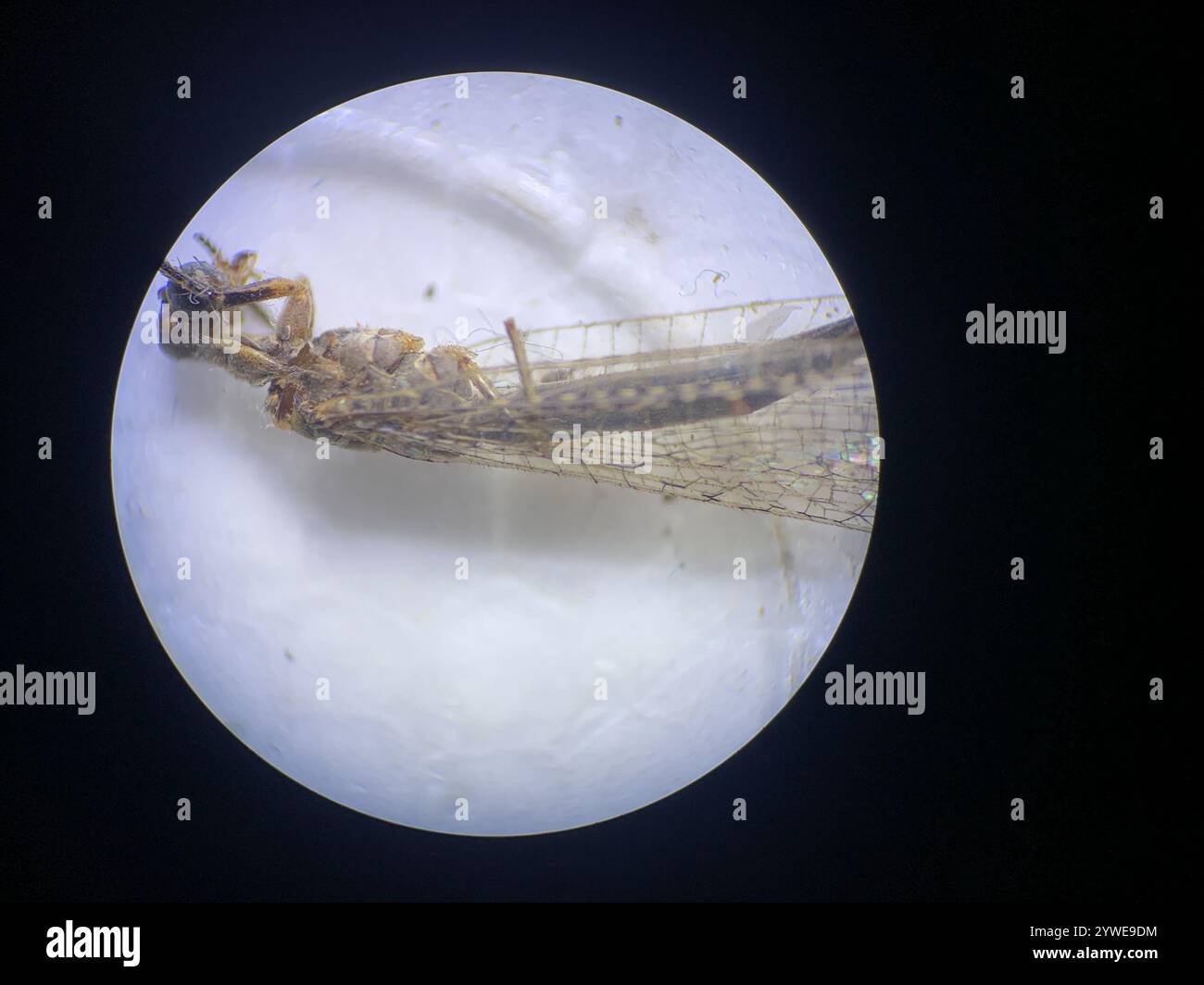 Broad-winged Damselflies (Calopterygidae Stock Photo - Alamy